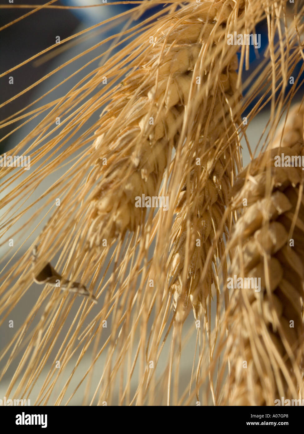 grain close up Stock Photo - Alamy