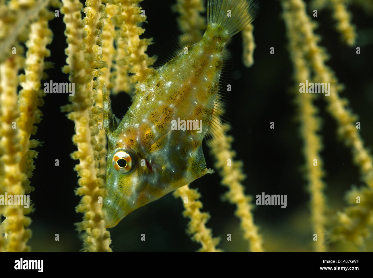 Slender Filefish (Moncanthus tuckeri) hiding in soft coral Grand Cayman ...