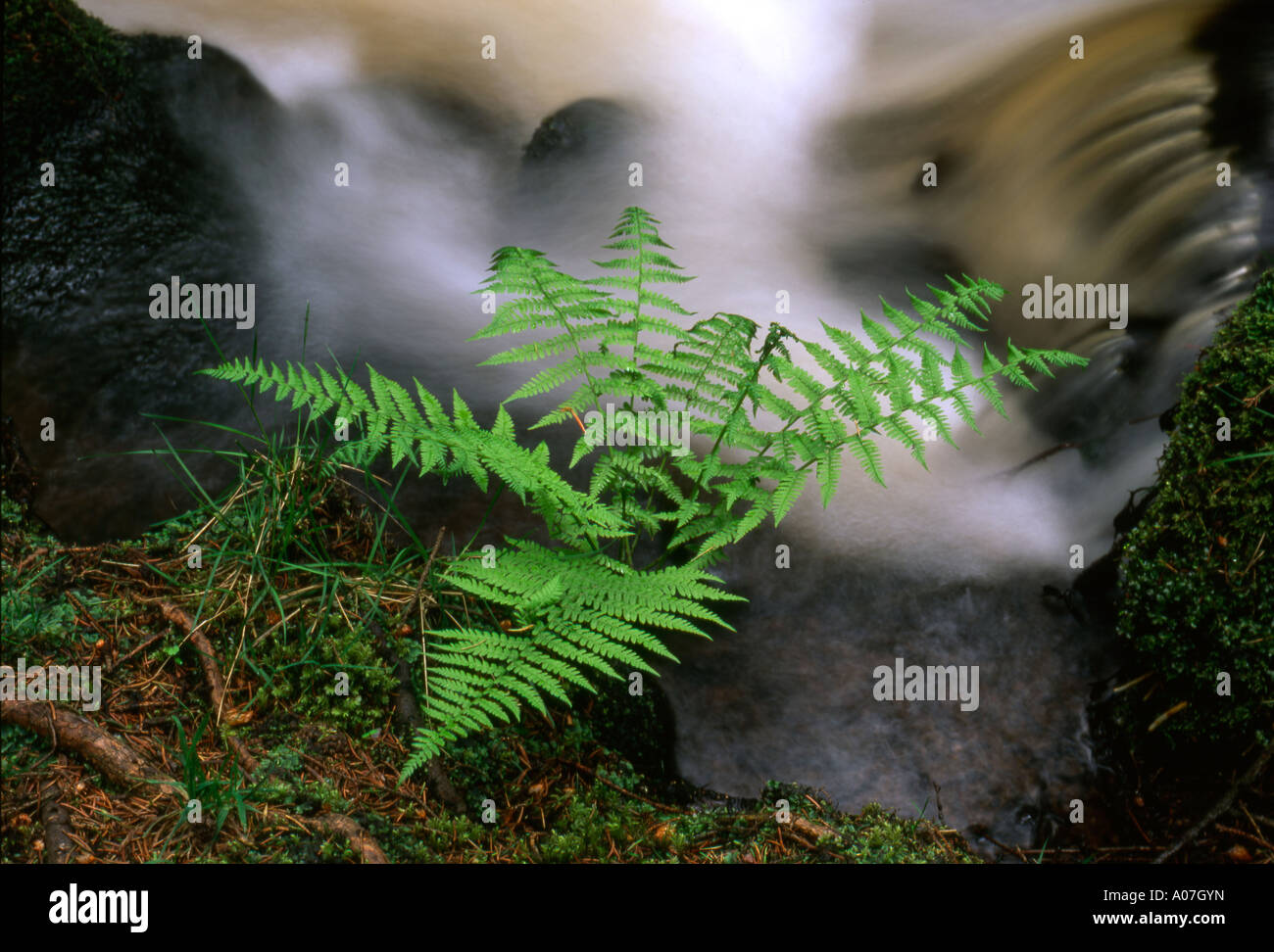 Stream water feature hi-res stock photography and images - Alamy