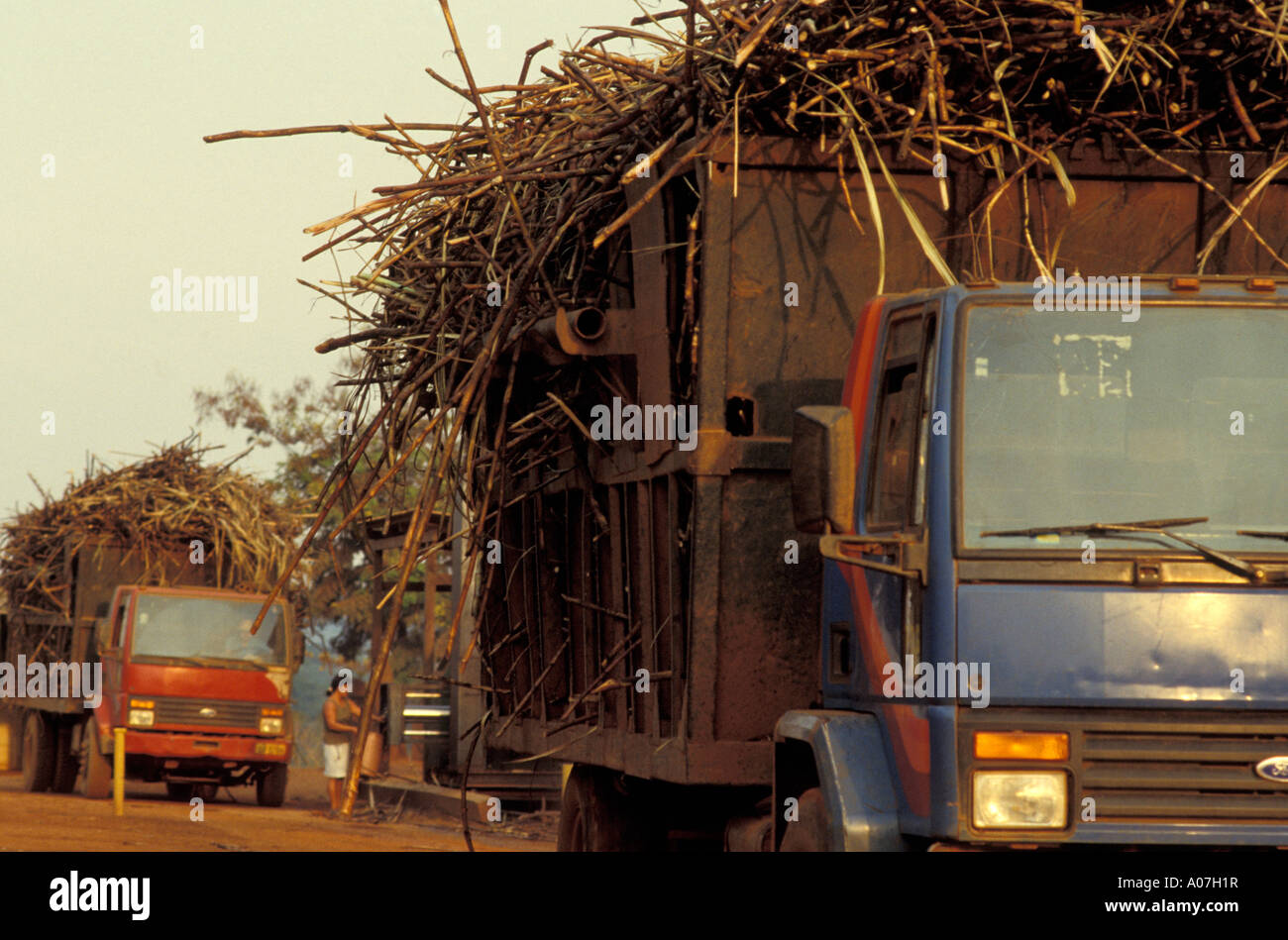 Brazil. Sugarcane mill. Trucks transport sugarcane from the field to ...