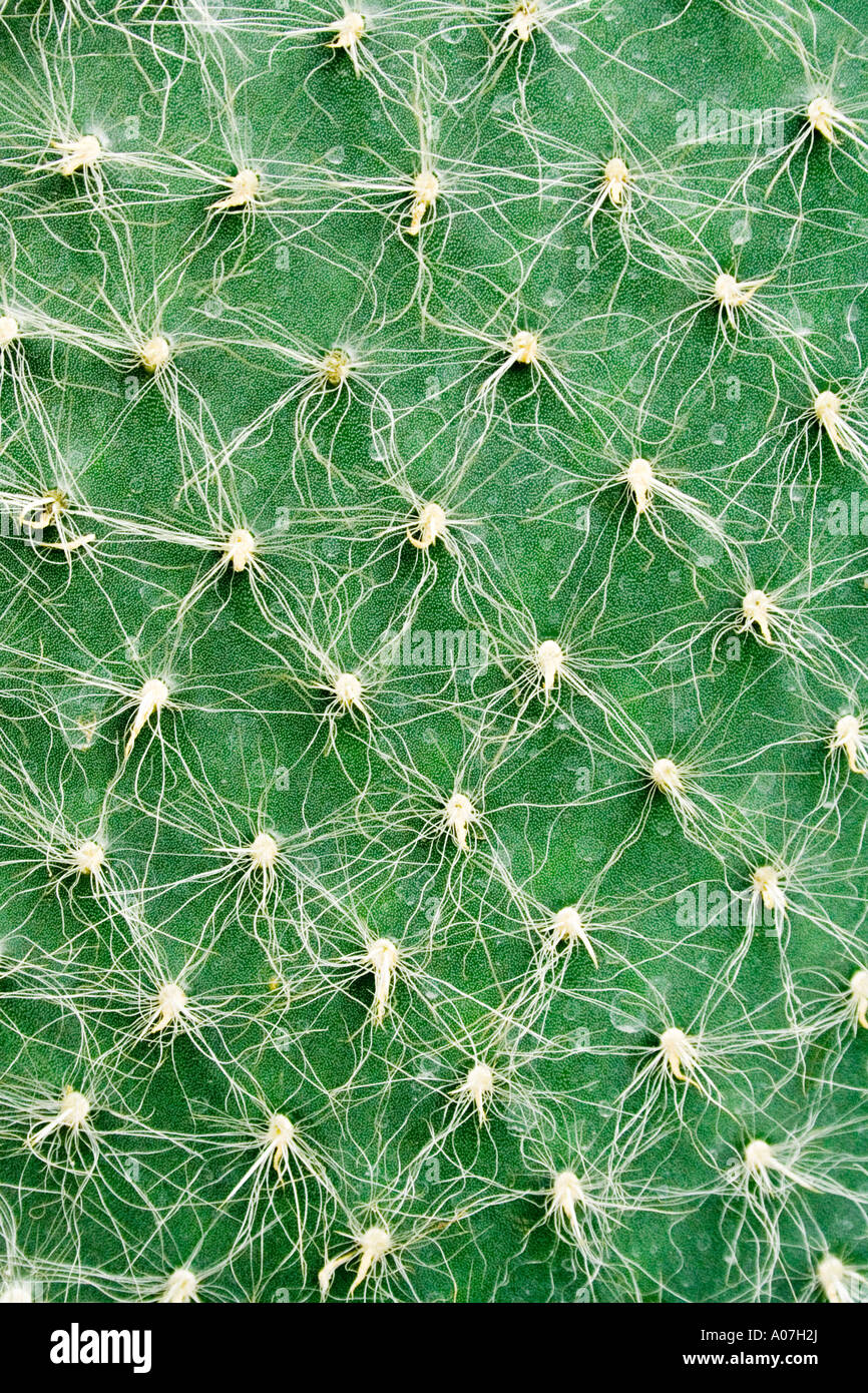 Textures - Cactus Stock Photo - Alamy