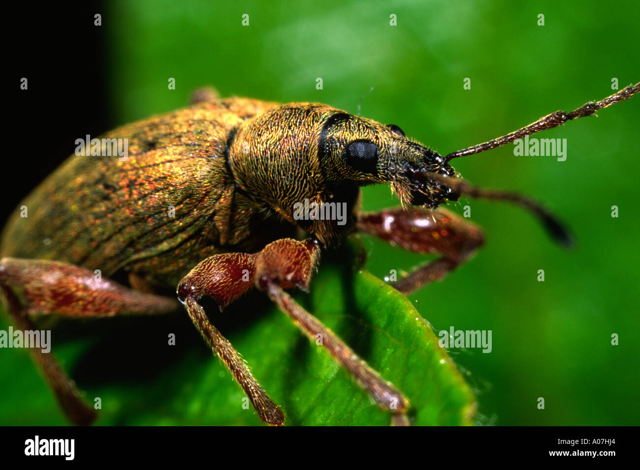 Weevil Polydrussus tereticollis. A common beetle species in damp ...
