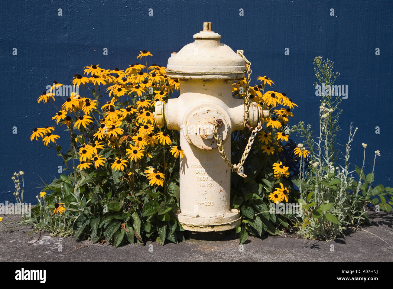 Fire hydrant with Black eyed Susan Rudbeckia hirta wildflowers Seattle ...