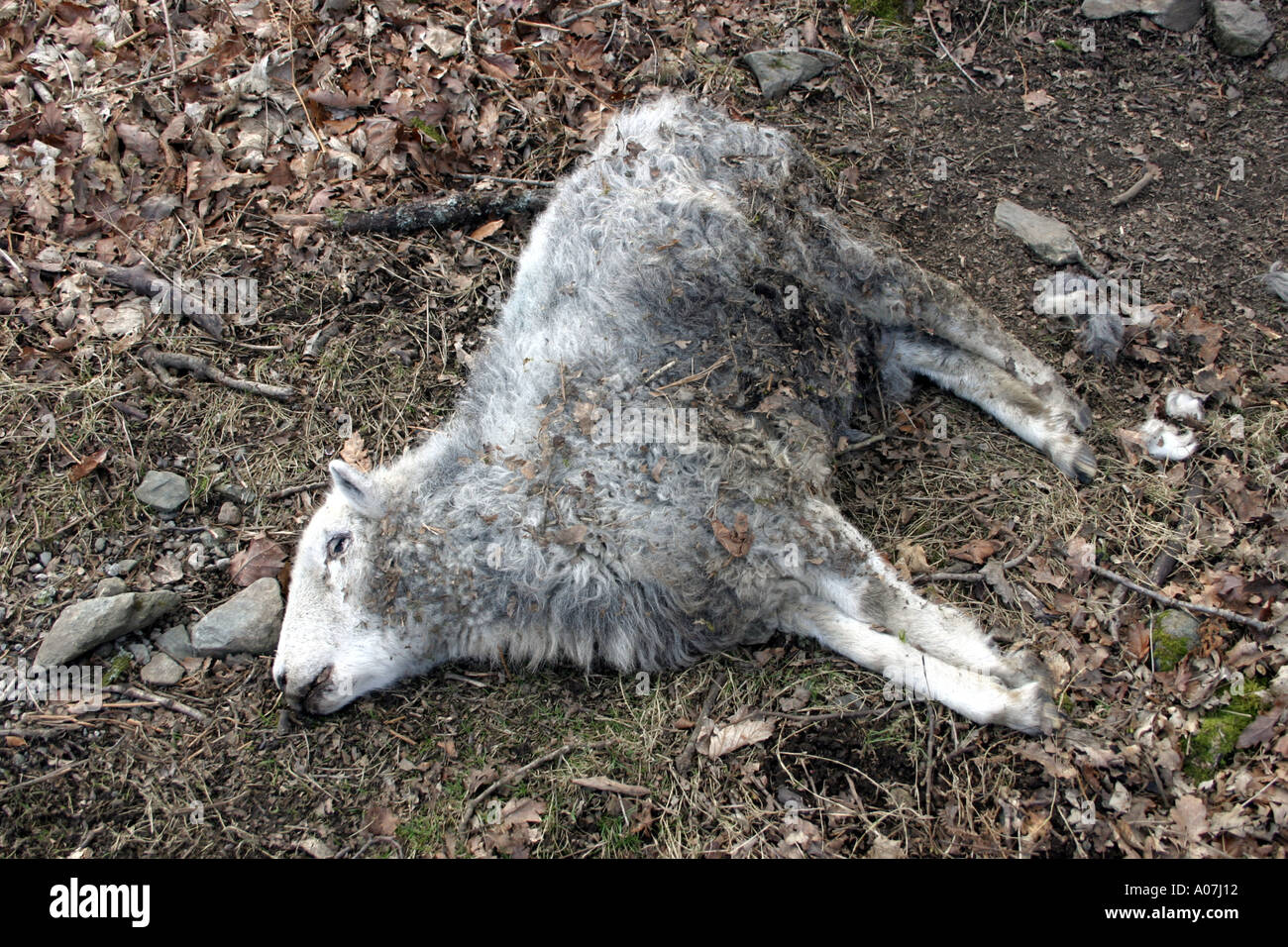 Sheep lying on hill hi-res stock photography and images - Alamy