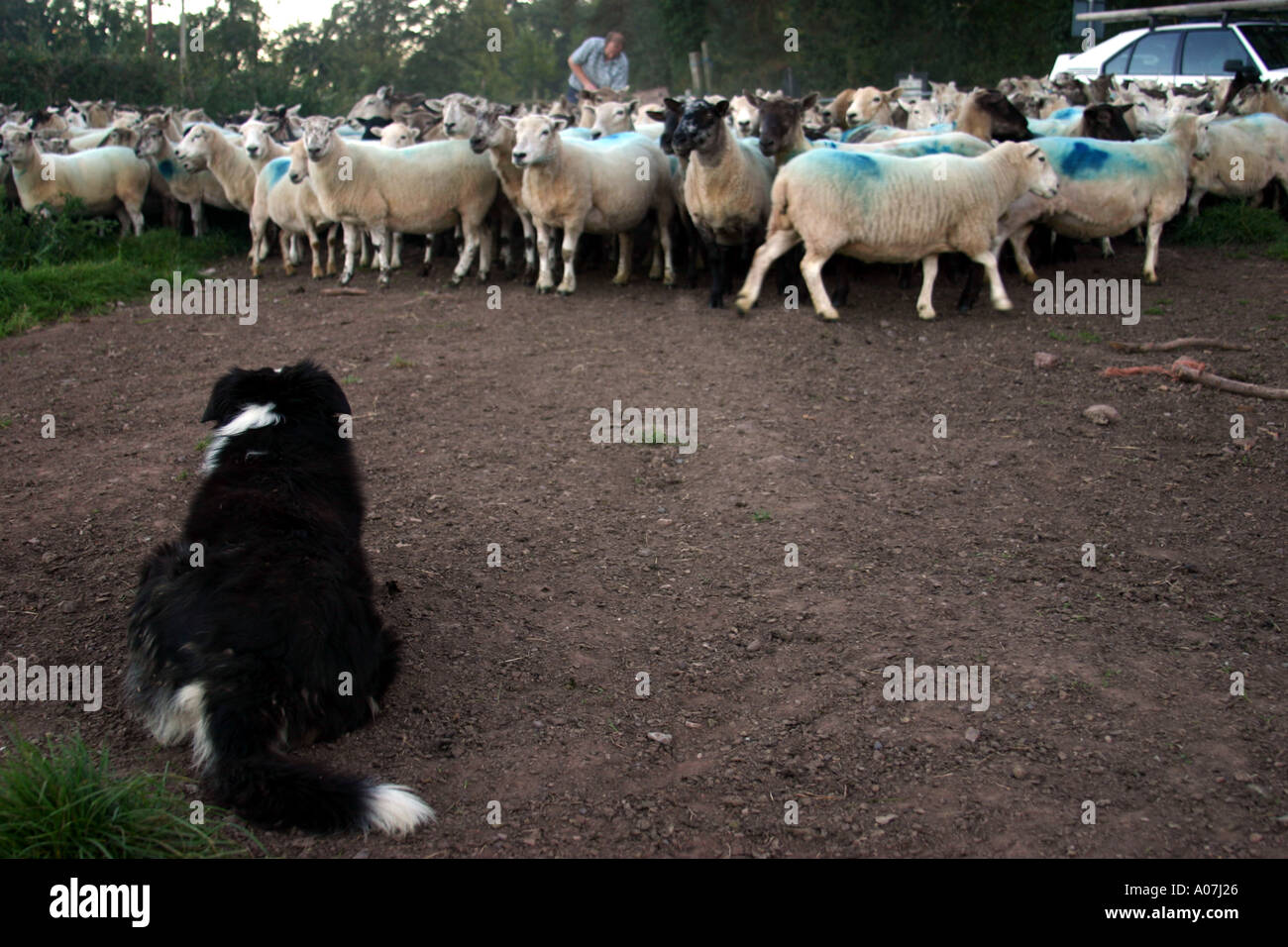 Sheep dog guarding flock while shepherd tends to one of the sheep Wales ...