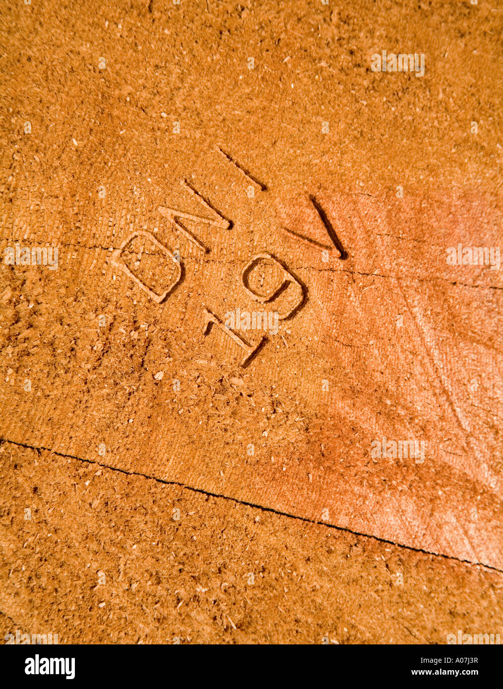 Identification stamp in sawn trunk of Western Red Cedar at mill Port ...