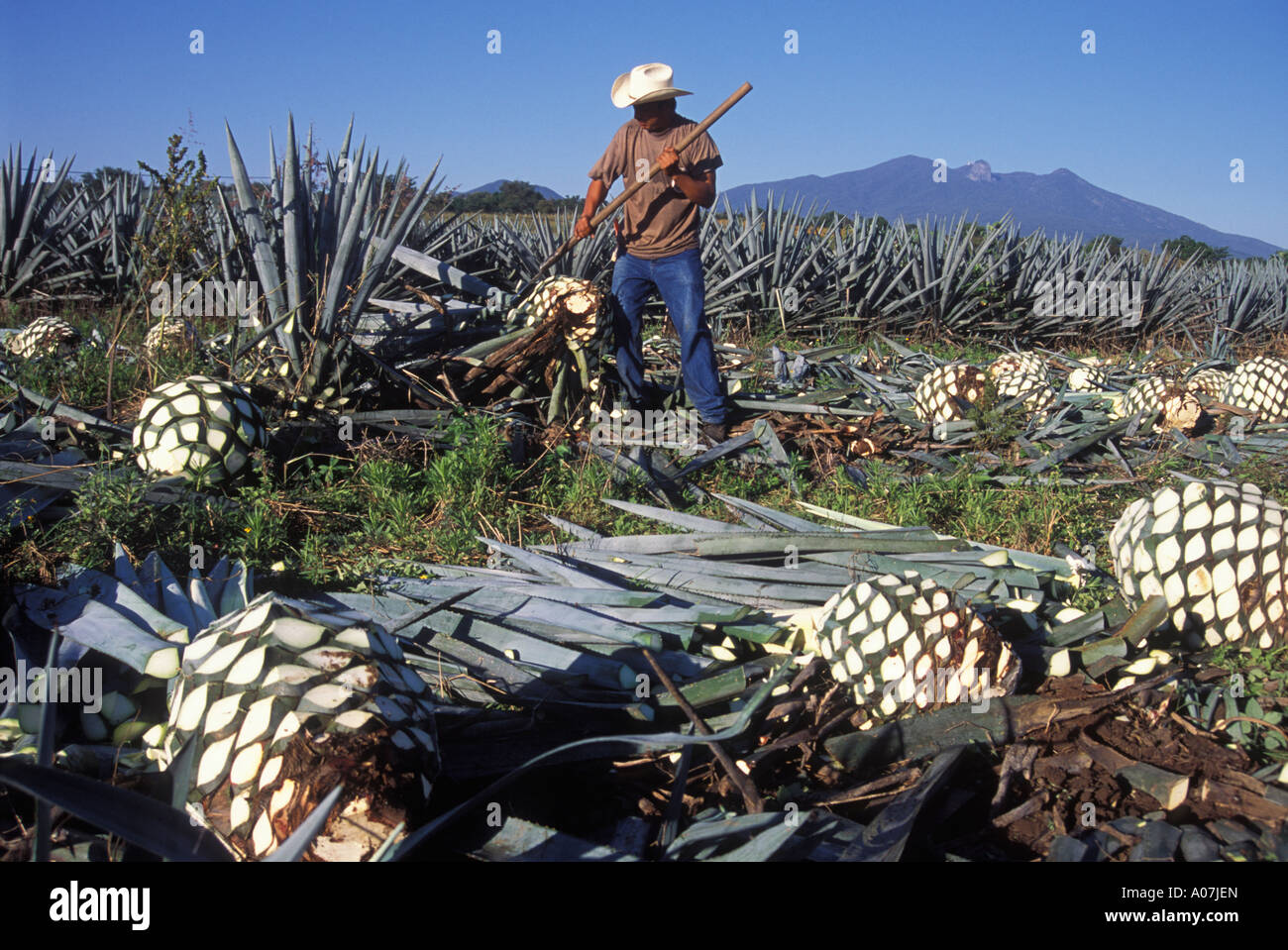 Mexico, Jalisco State, blue agave pine-cone harvesting ( jima ) at ...