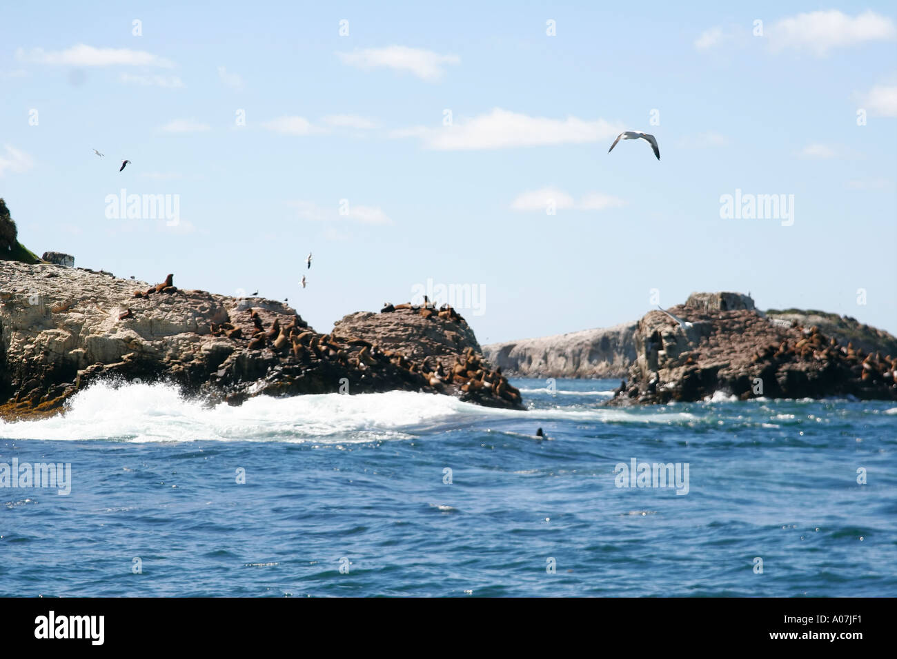 seagulls and large rocks of the isla san sebastian near chiloe chile ...