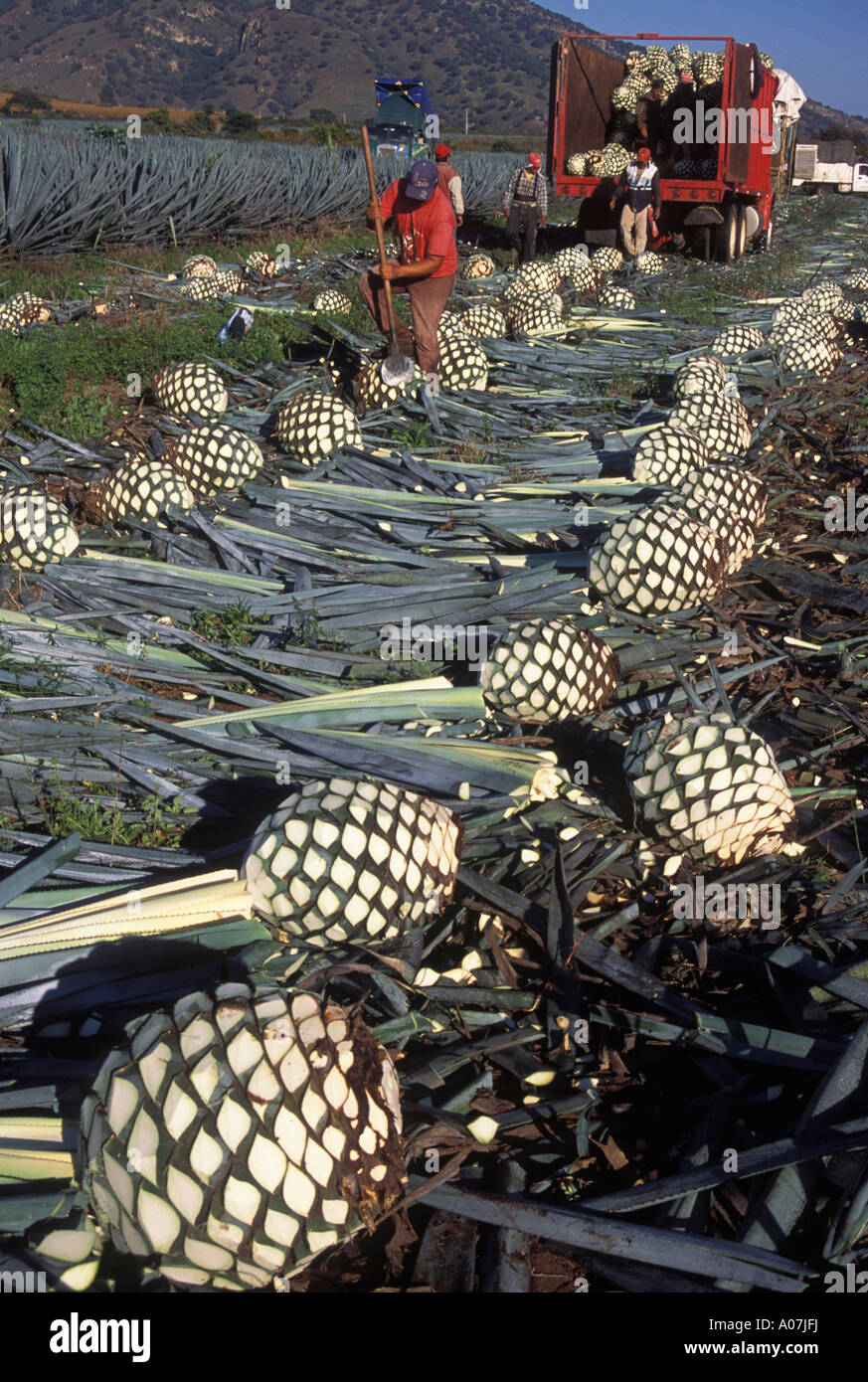 Mexico, Jalisco State, blue agave pine cone harvesting jima at Tequila ...