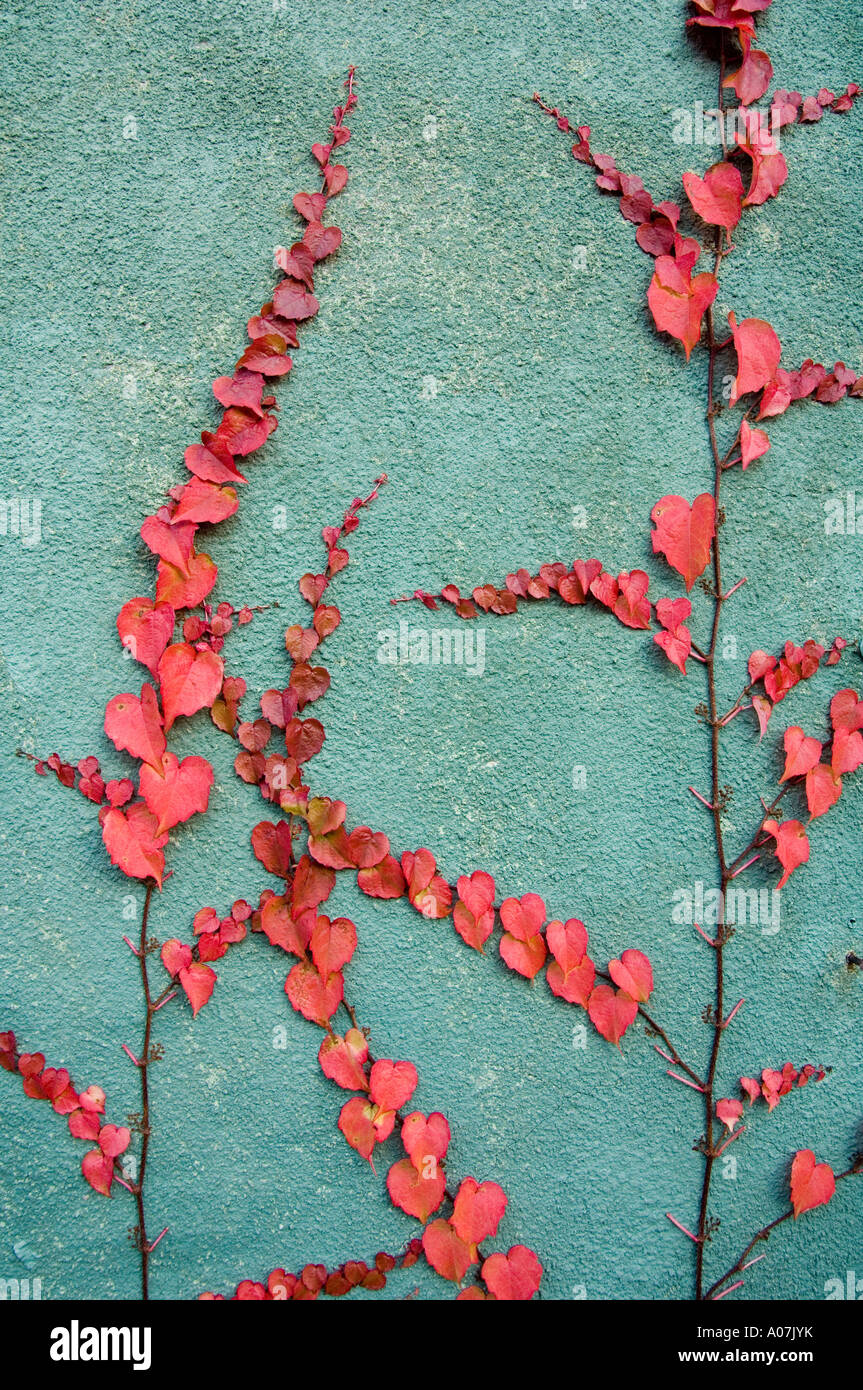 Virginia creeper climber hi-res stock photography and images - Alamy