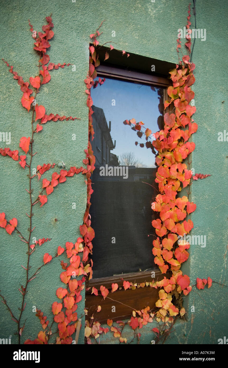 Fine tendrils of Virginia creeper or Boston Ivy with red leaves in ...