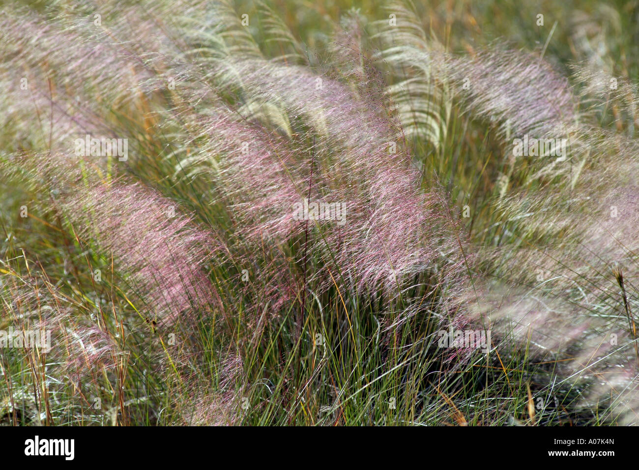 Grass moving in the breeze hi-res stock photography and images - Alamy