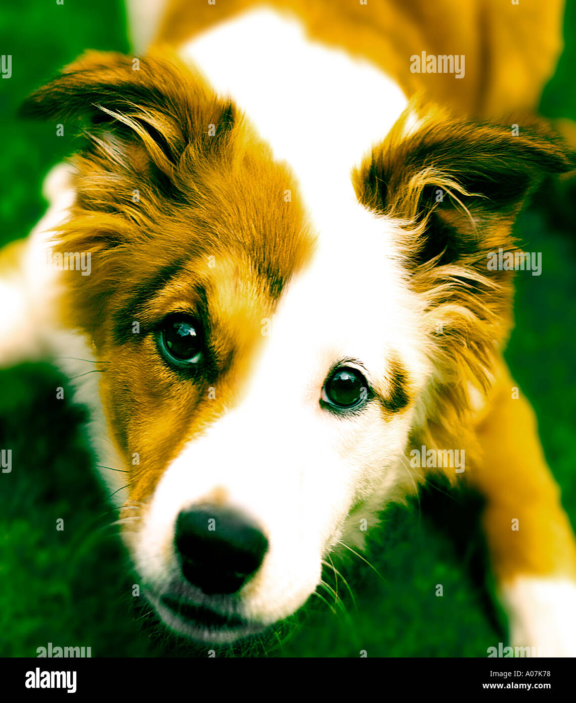 Loyalty, Square, Outdoors, Black And White, Sepia, Animal Head, Day ...