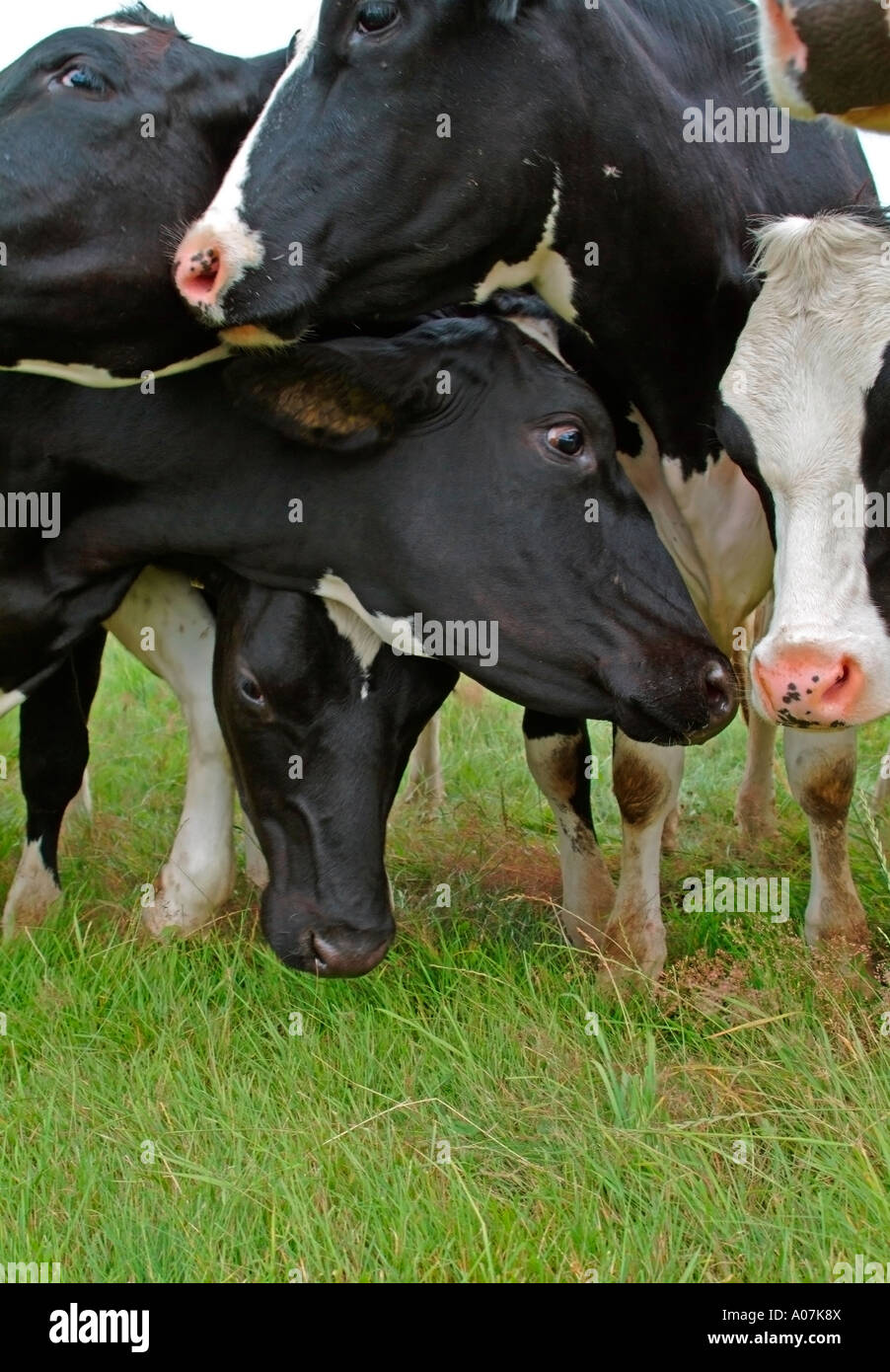 curious cows on a meadow pushing in to the camera Stock Photo - Alamy