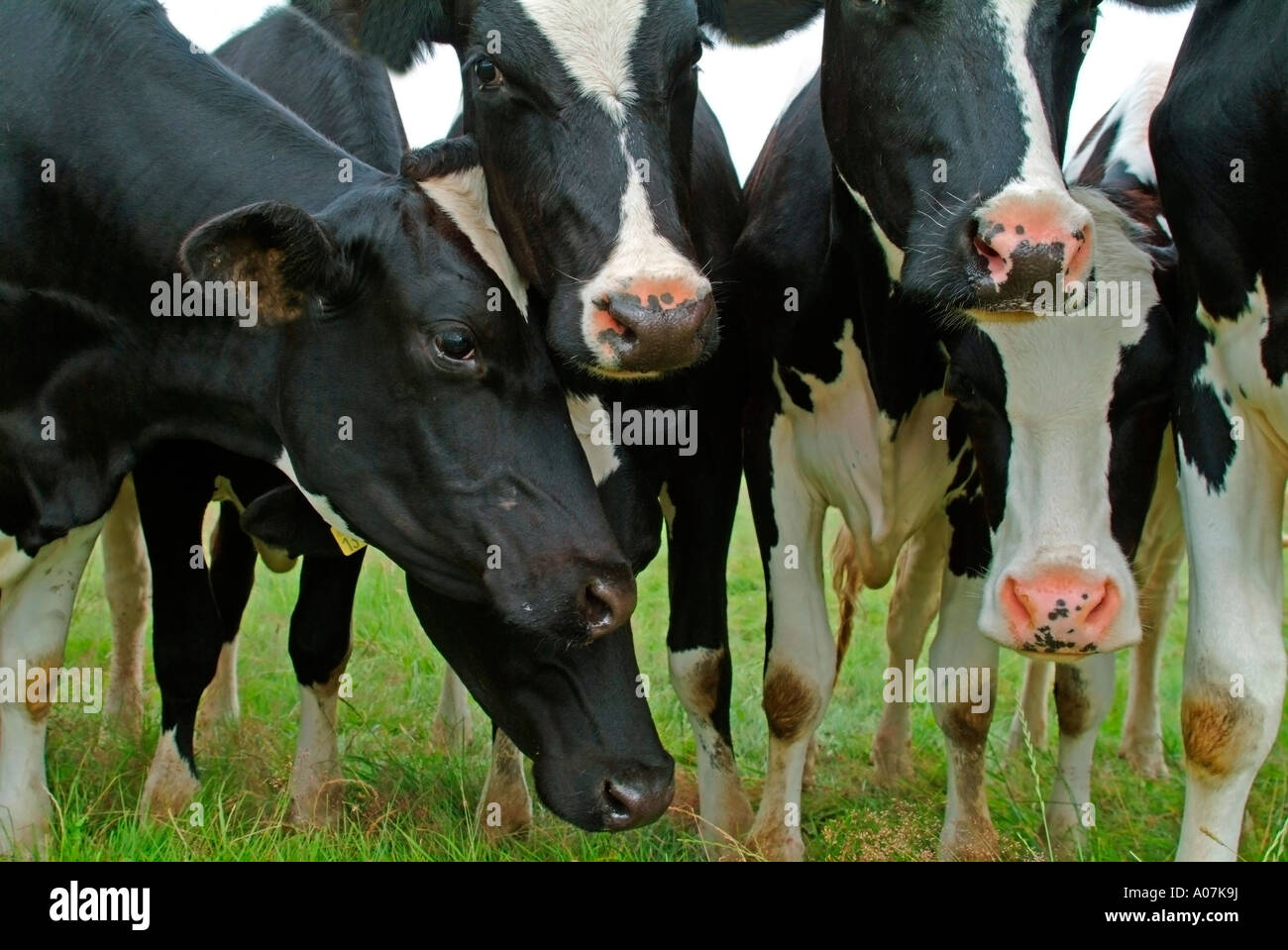 curious cows on a meadow pushing in to the camera Stock Photo - Alamy
