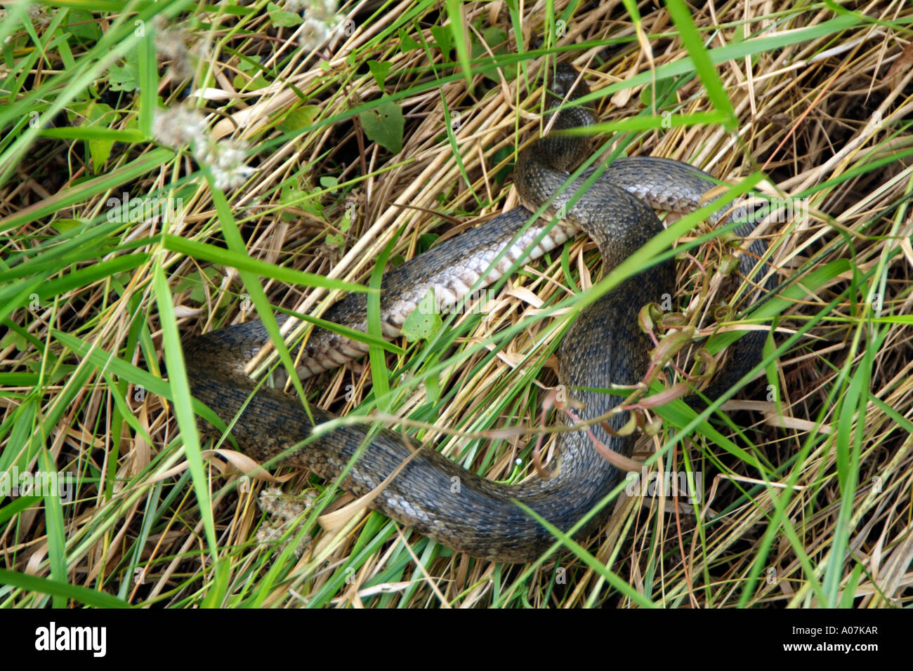 Florida black racer hi-res stock photography and images - Alamy