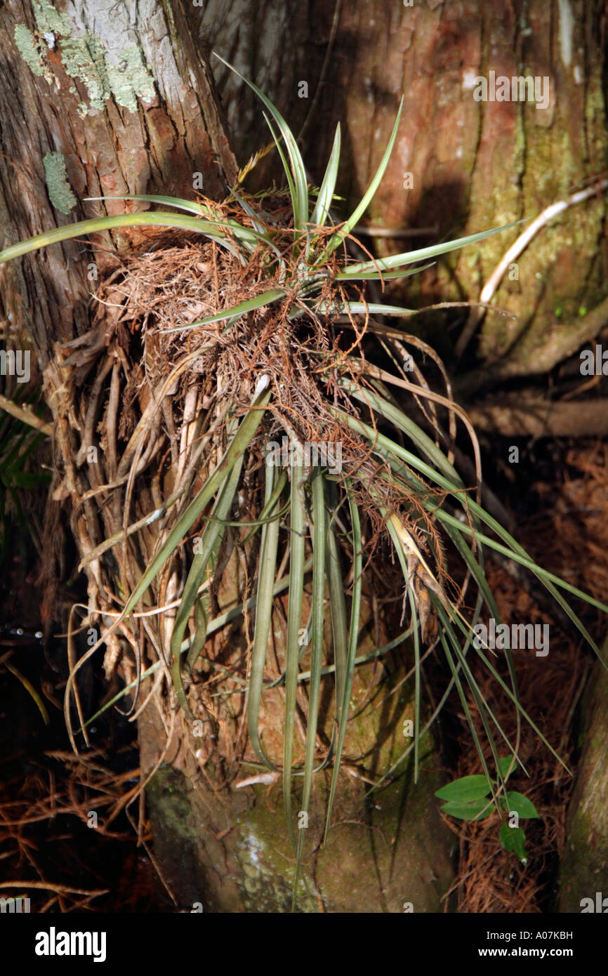 Tillandsia spp hi-res stock photography and images - Alamy