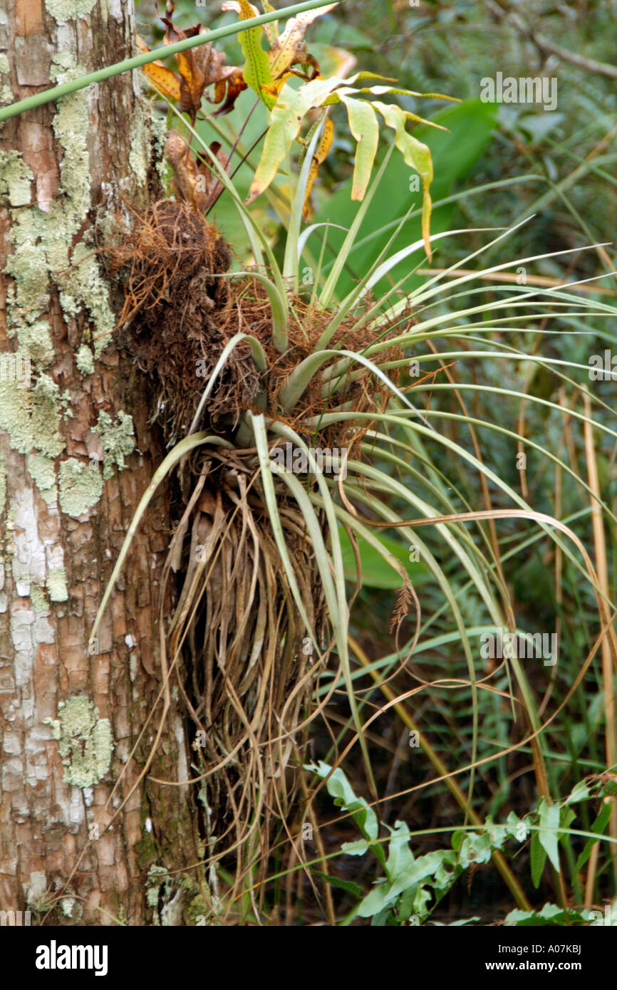 Air Plant.Tillandsia spp Stock Photo - Alamy