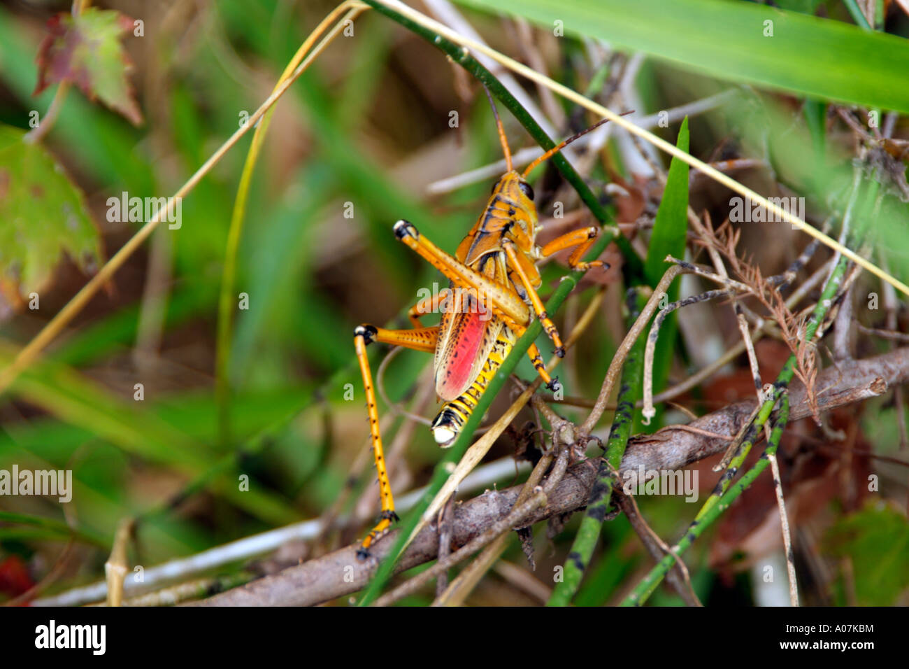 A Southeastern Lubber Grasshopper Romalea microptera Stock Photo - Alamy