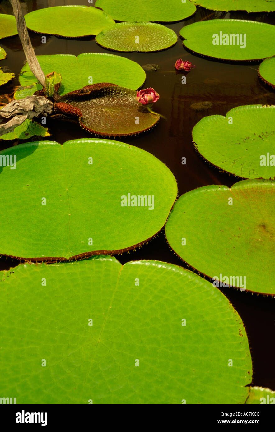 Amazon Water Lily Adaptations at Ellie Redmond blog