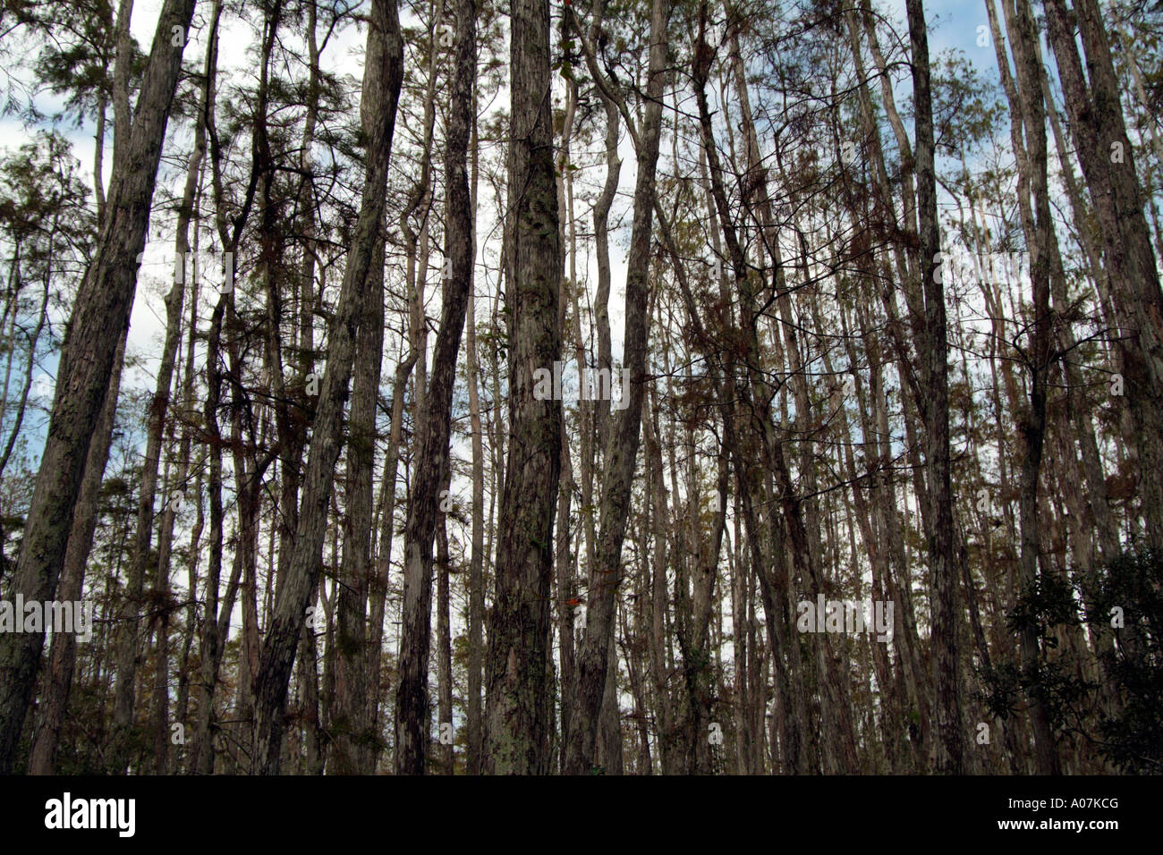 American swamplands hi-res stock photography and images - Alamy