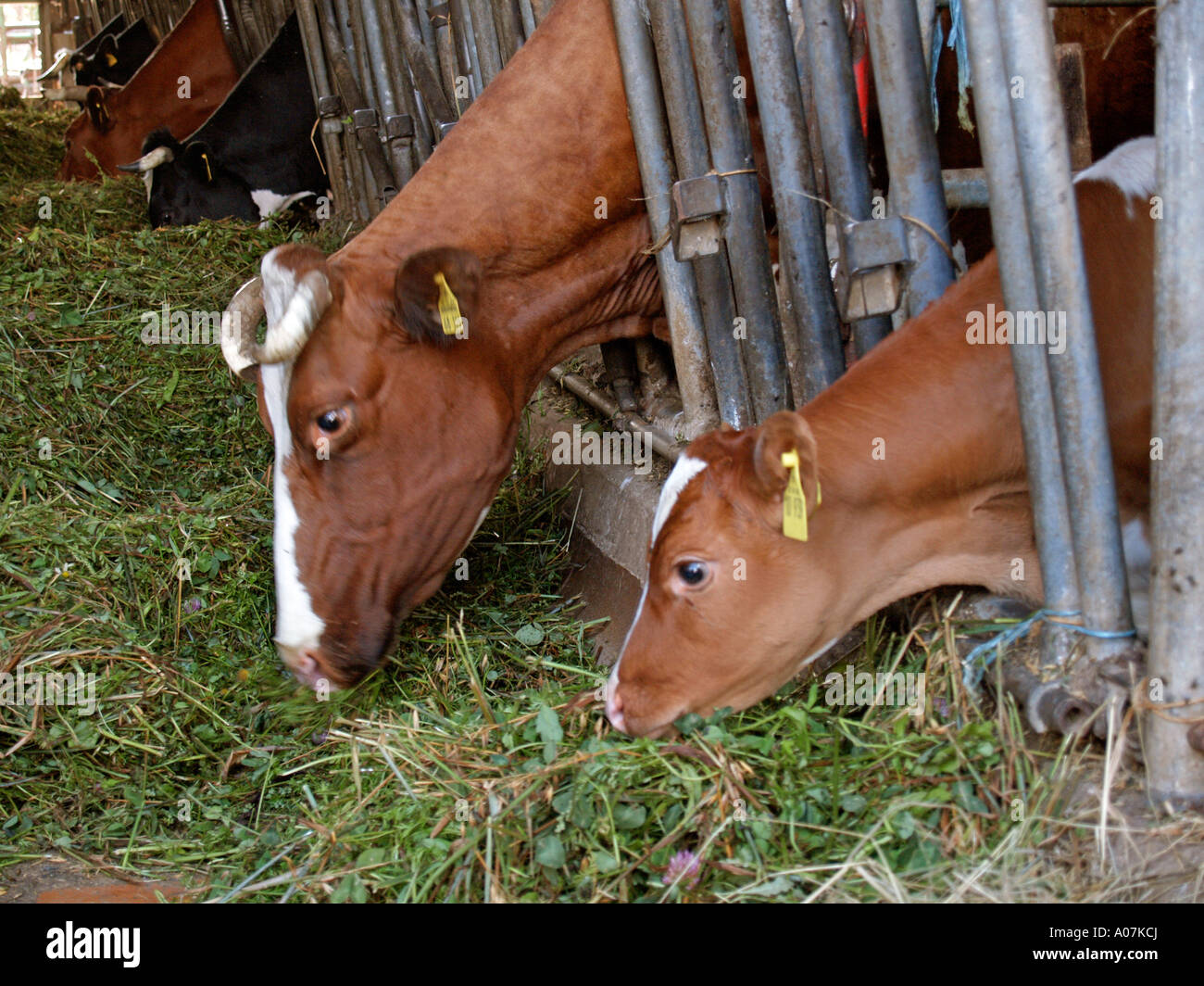 Small cows eating feed in hi-res stock photography and images - Alamy