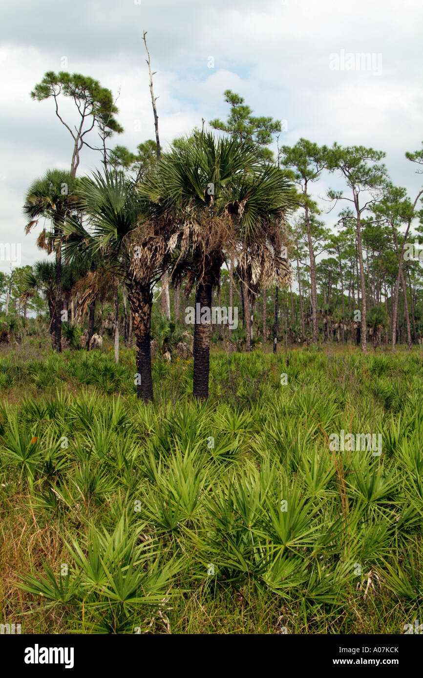 Corkscrew Swamp Sanctuary Naples Florida USA. Sabal Palms. Saw Palmetto ...