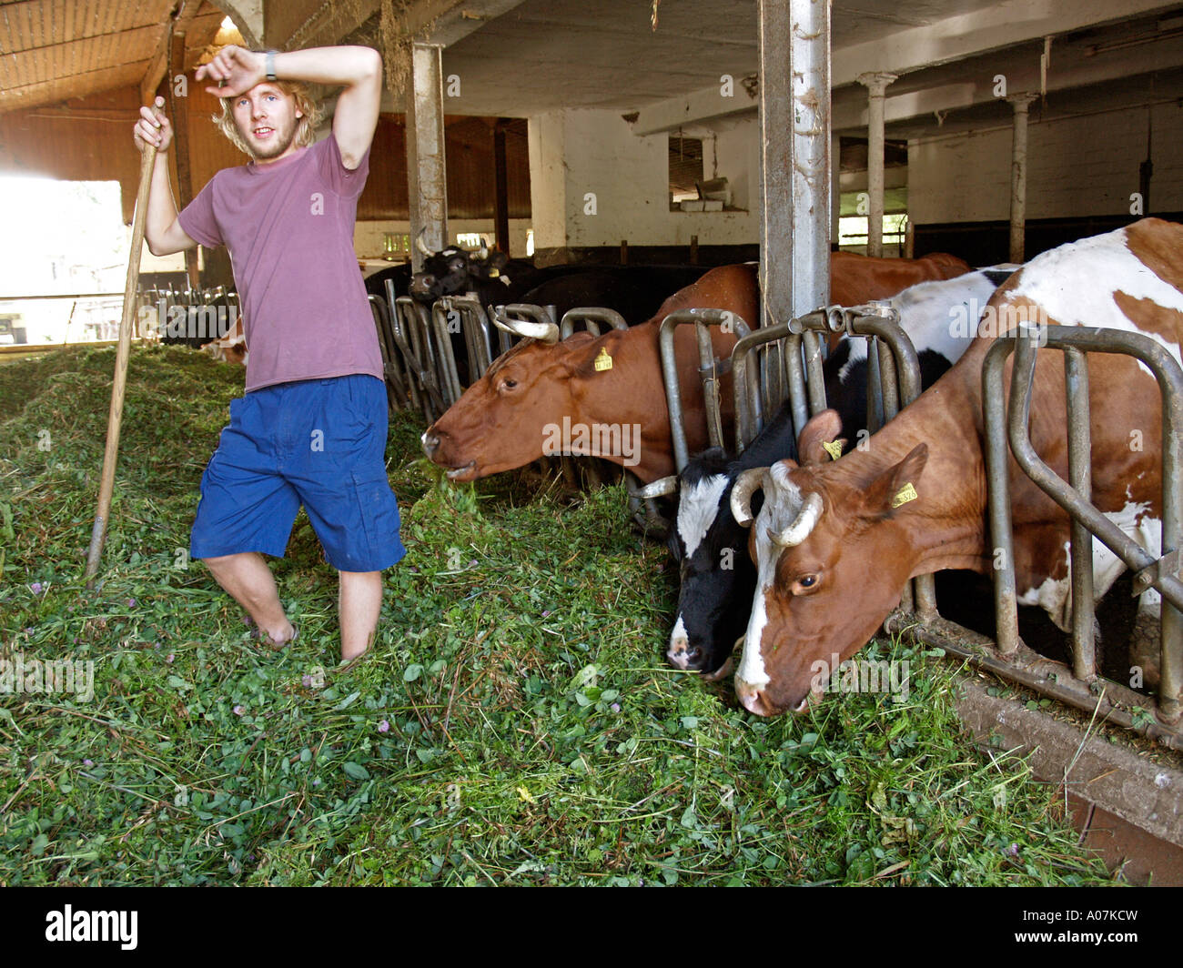 Young man feeding cows hi-res stock photography and images - Alamy