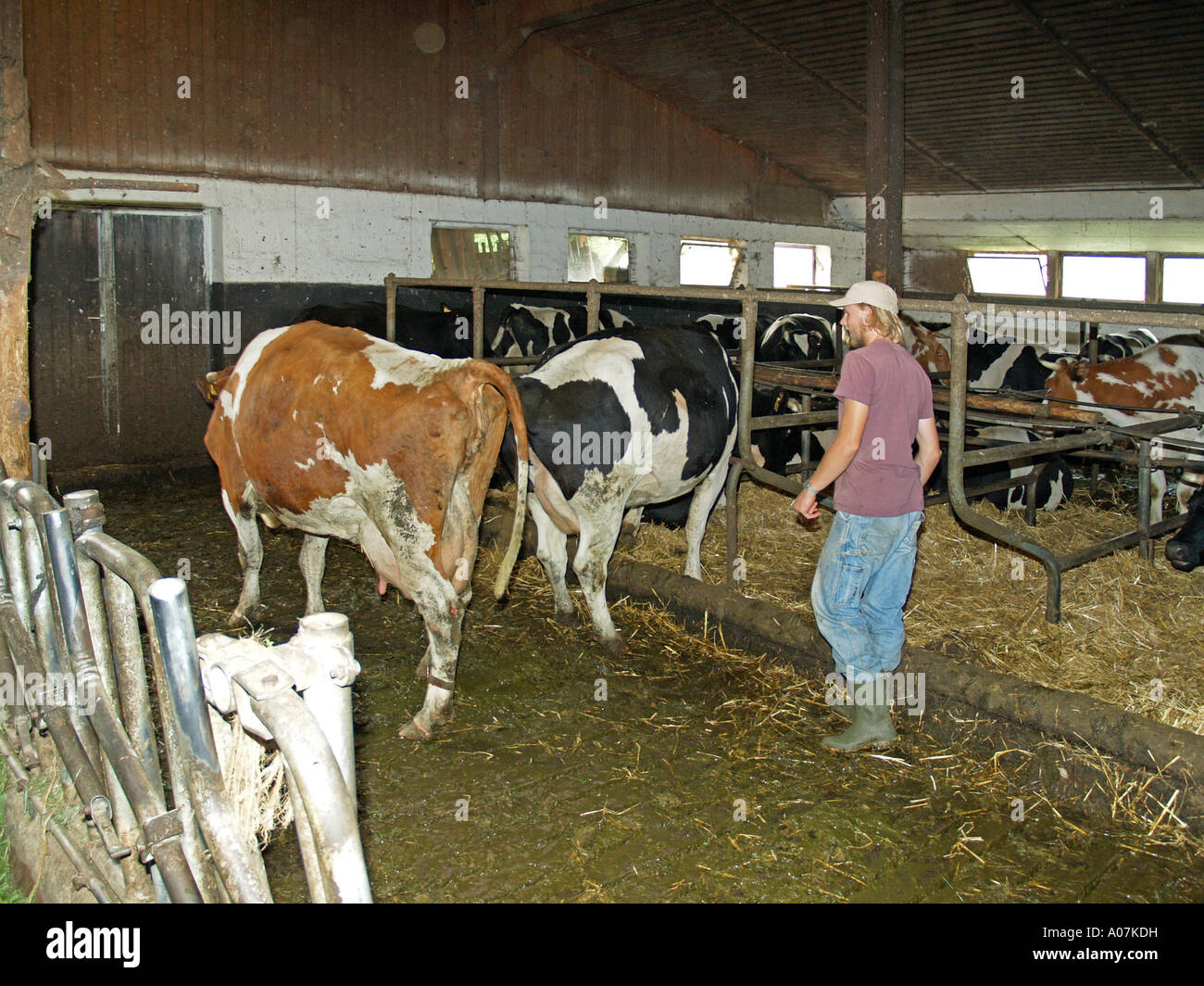 Leading cows hi-res stock photography and images - Alamy