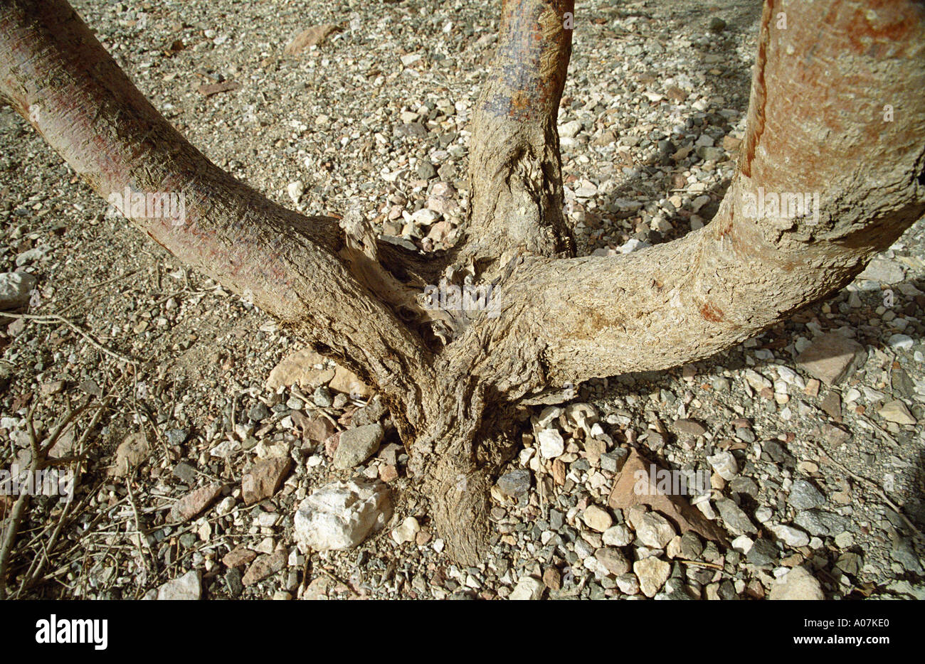 3 Arms Tree 1 Stock Photo - Alamy