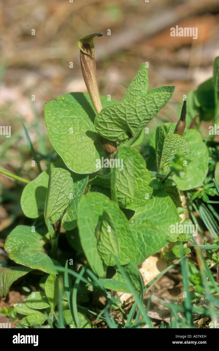 Birthwort Aristolochia pallida Stock Photo - Alamy