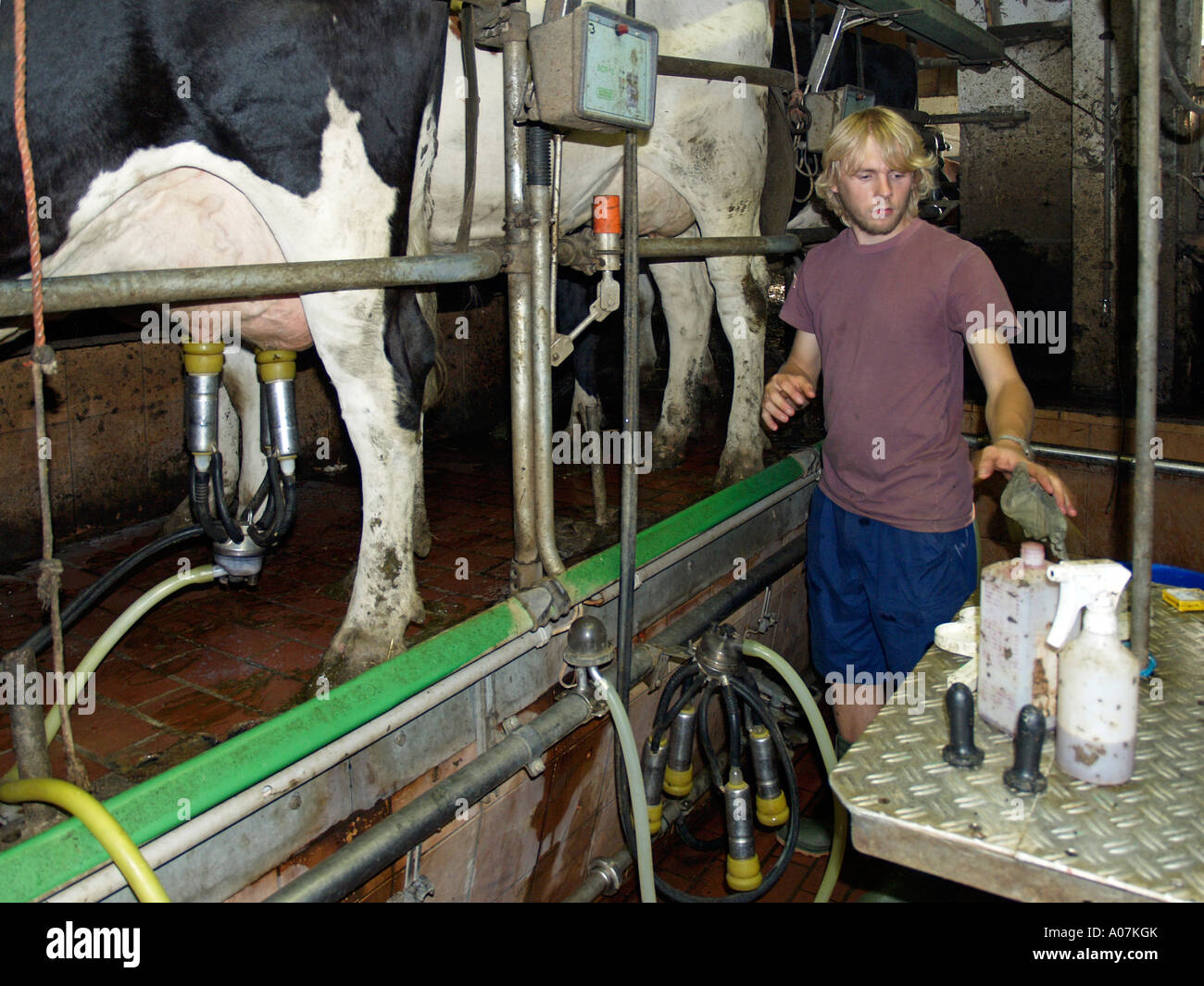 Milking material hi-res stock photography and images - Alamy