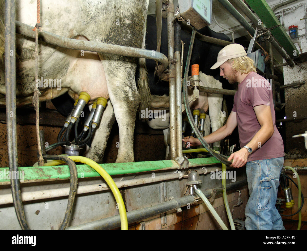 Peasant Milking Cow High Resolution Stock Photography and Images - Alamy