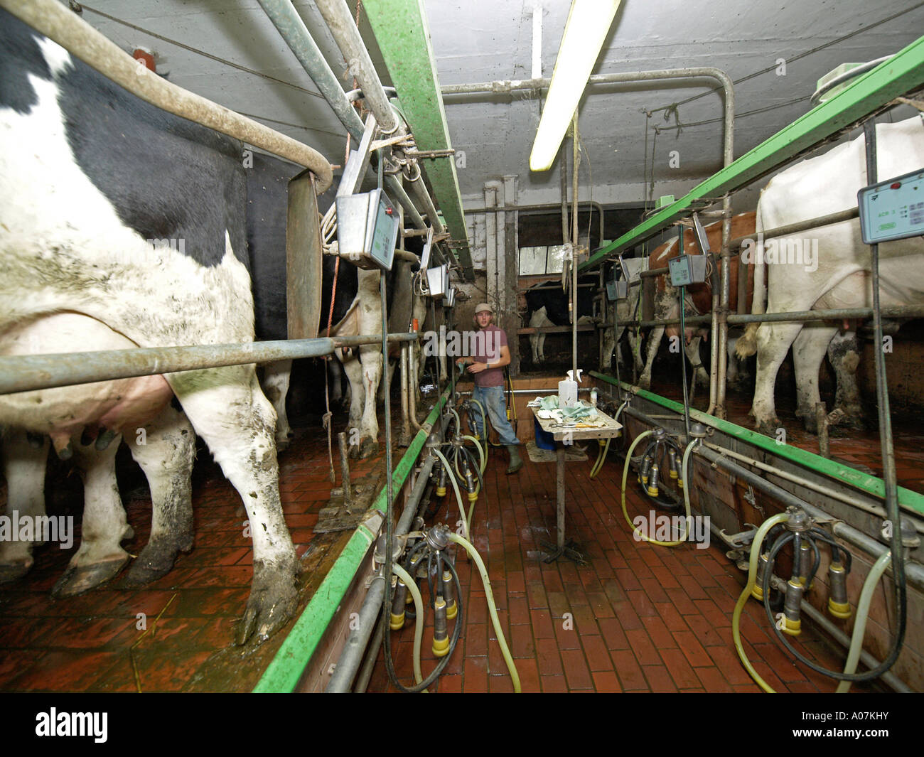 cows cowshed standing in milking stand by milking Stock Photo - Alamy