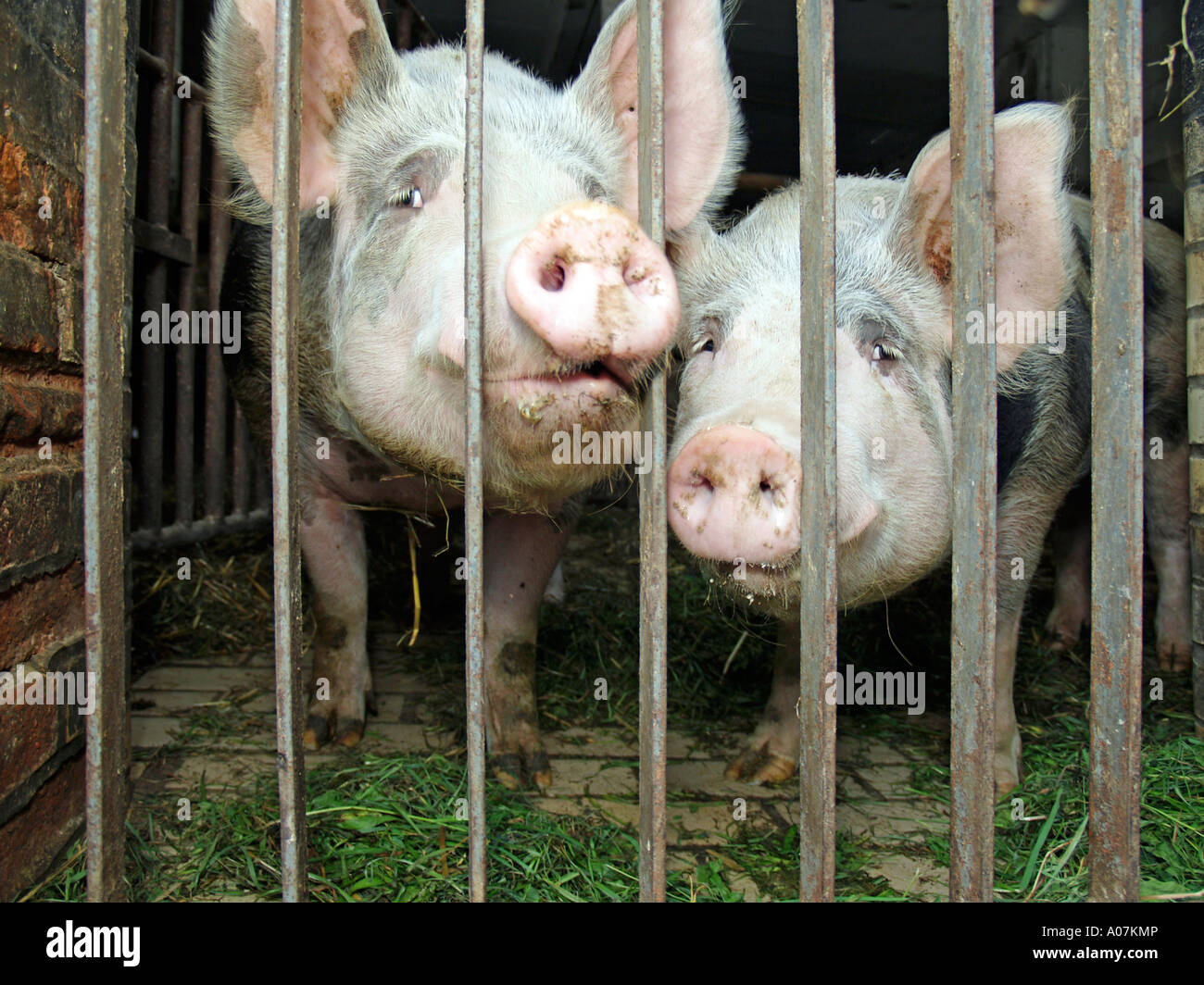 Pig pigsty sty barn hi-res stock photography and images - Alamy