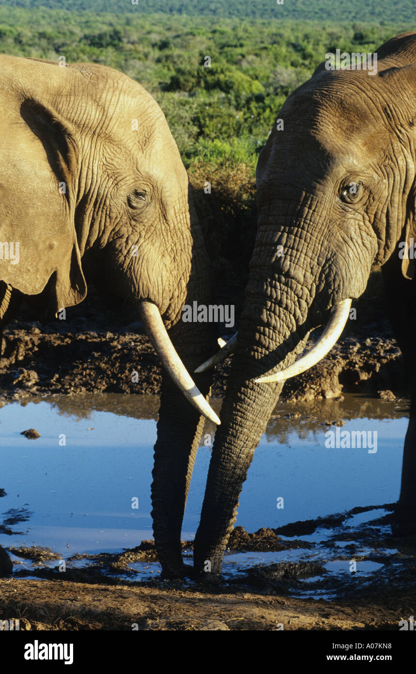 Gorah hi-res stock photography and images - Alamy