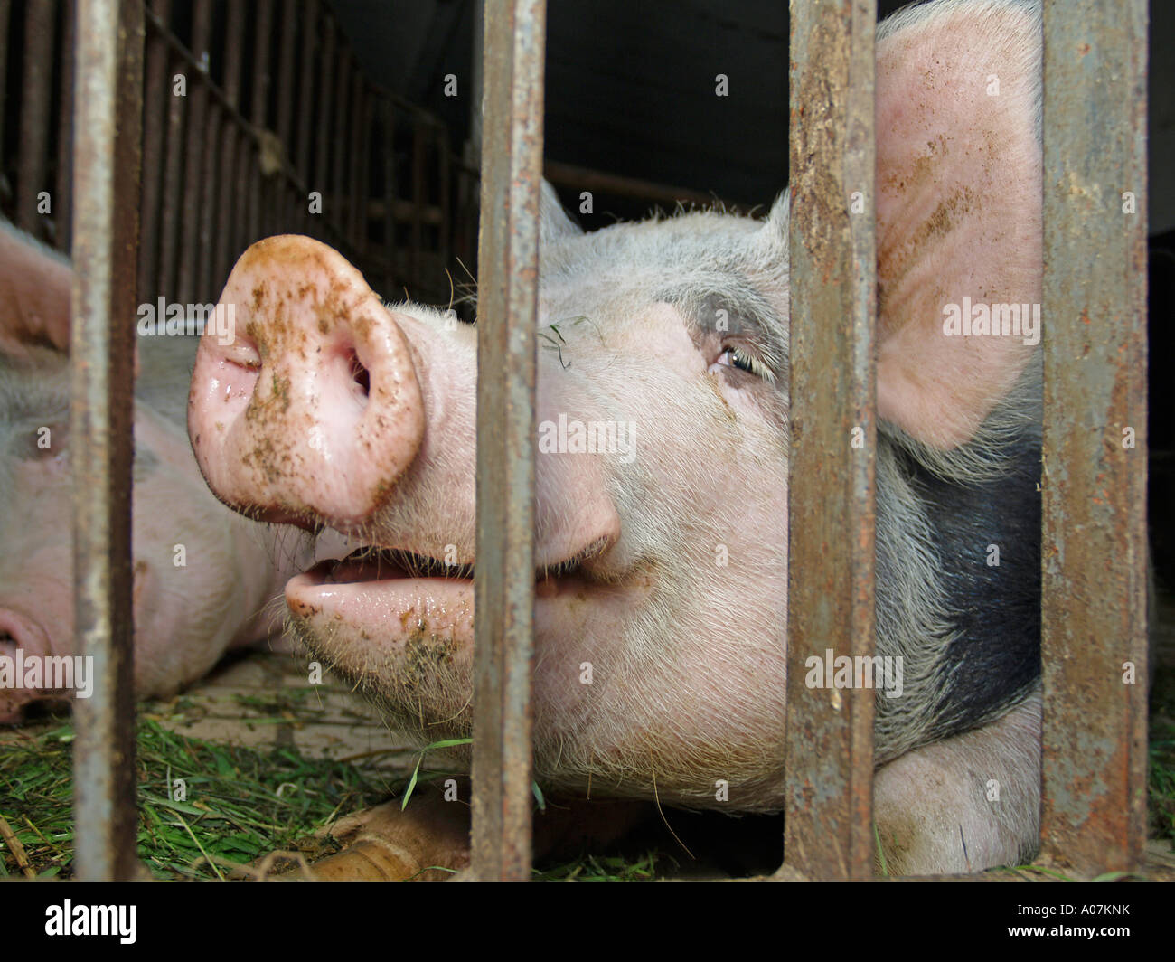 Pig behind bars hi-res stock photography and images - Alamy
