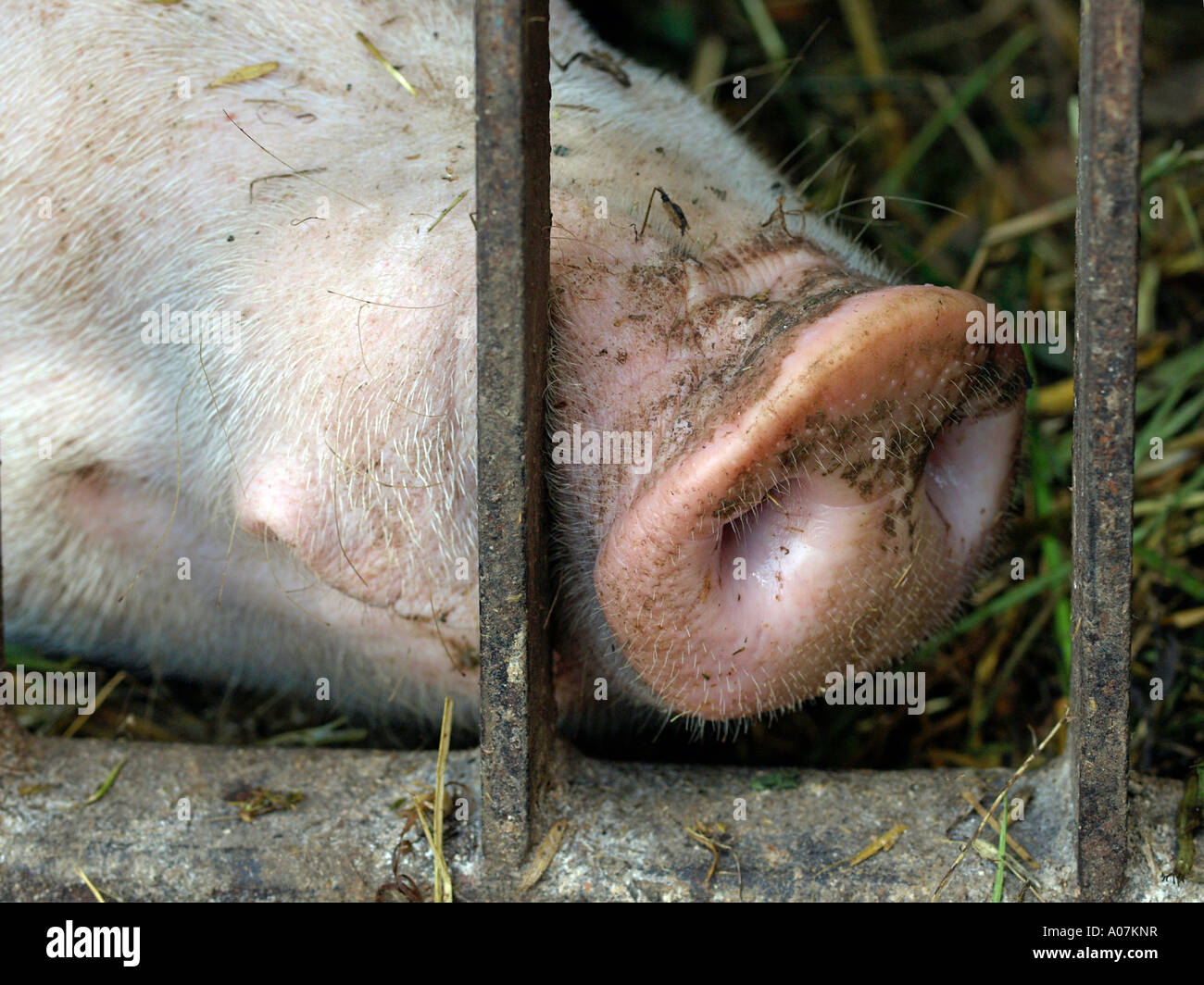 Piétrain pig snout of a pig behind bars in a sty pigsty Stock Photo - Alamy