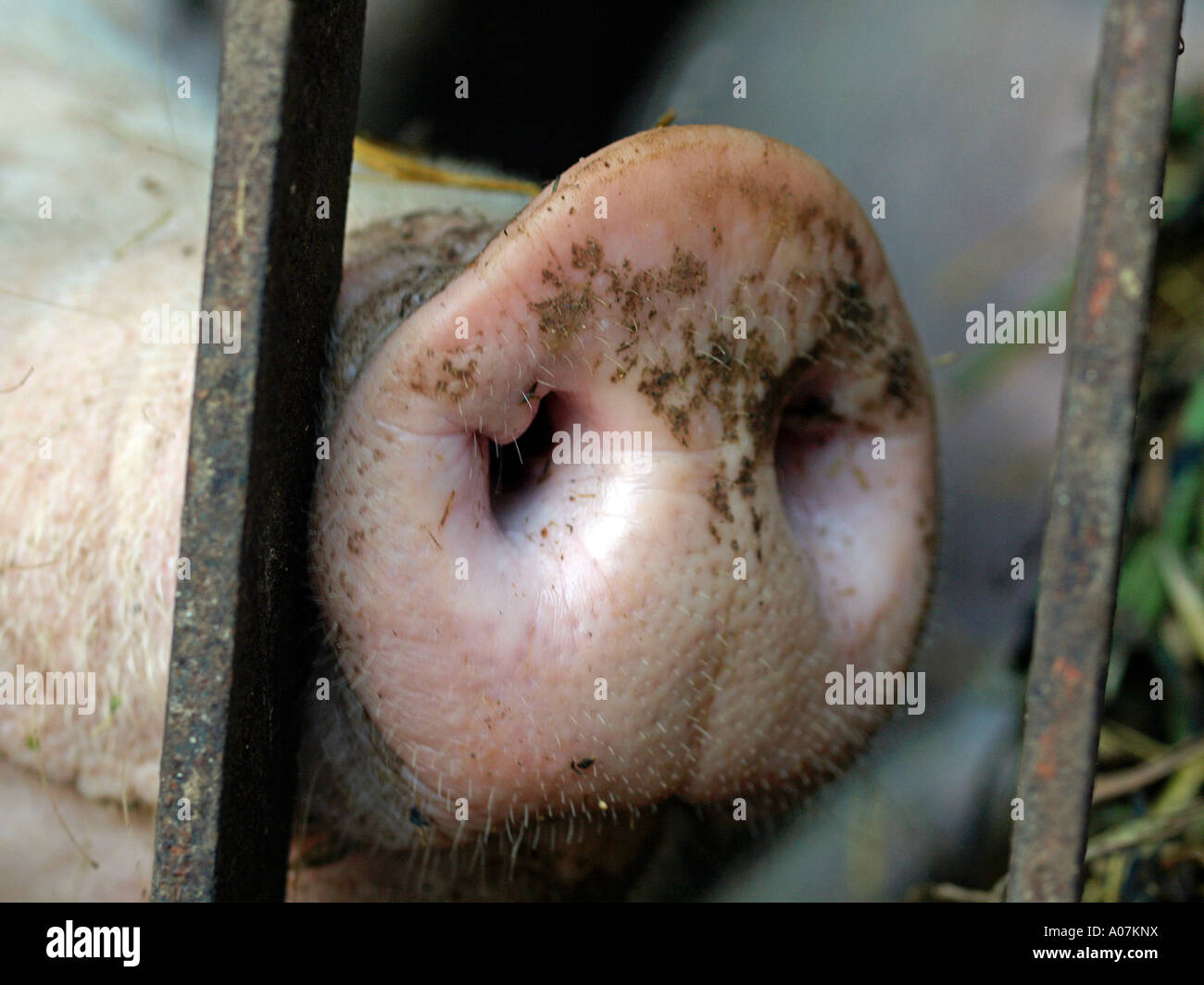 Piétrain pig snout of a pig behind bars in a sty pigsty Stock Photo - Alamy