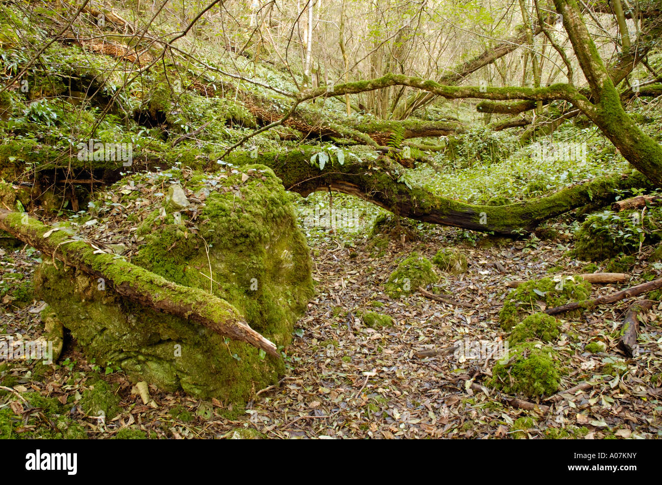 Moss covered dead trees in ancient woodland Stock Photo - Alamy