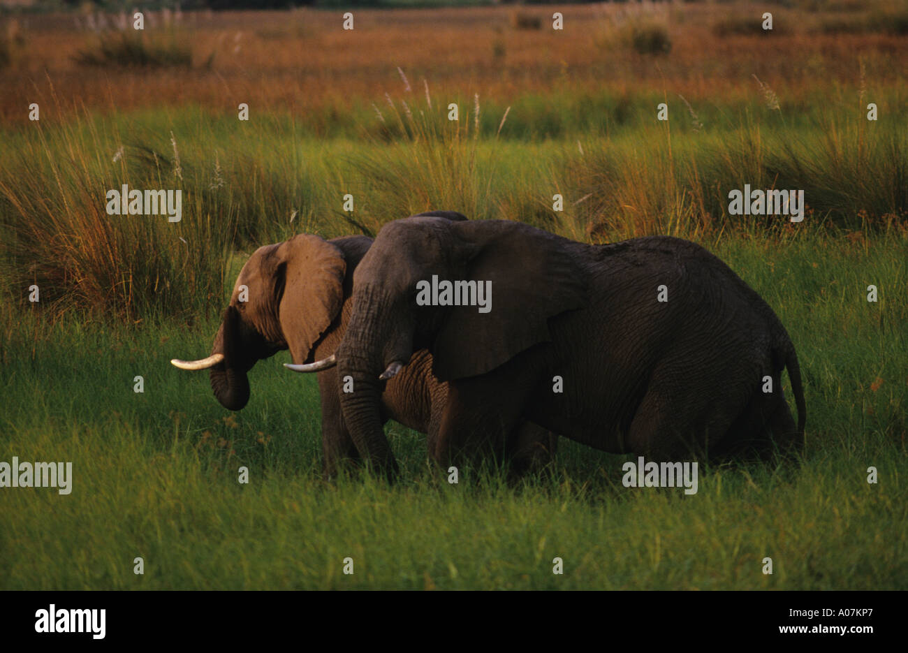 Two Elephants Okavango Delta Botswana Stock Photo - Alamy