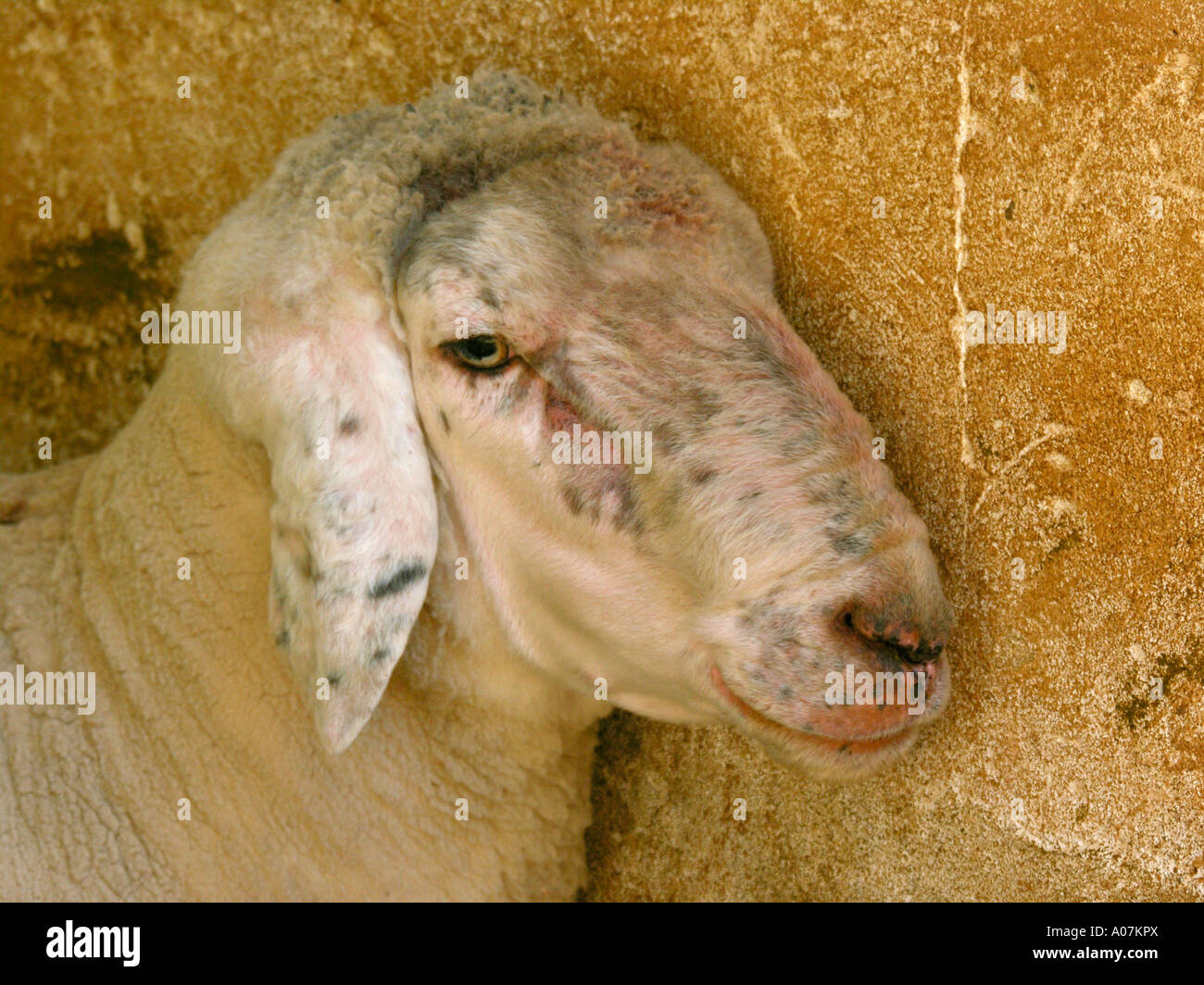 head of a sheep in a shed Stock Photo - Alamy