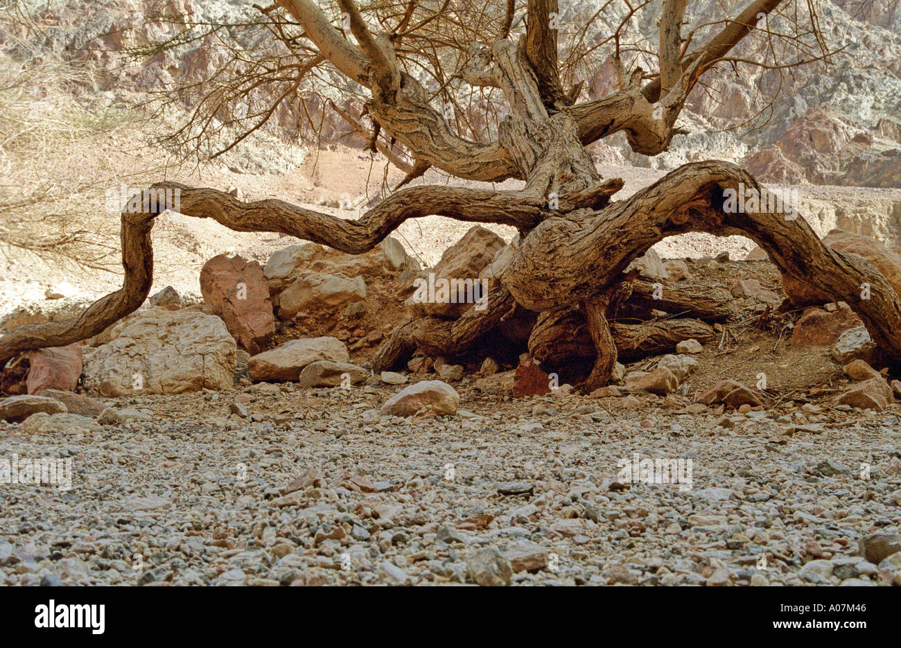 Desert Tree 4 Stock Photo - Alamy