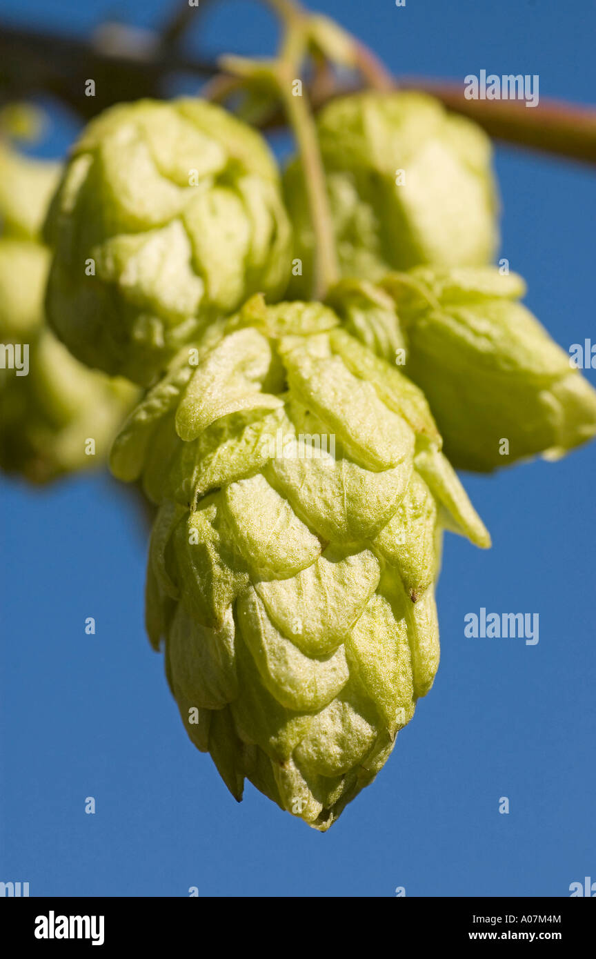 Hops blossom hi-res stock photography and images - Alamy