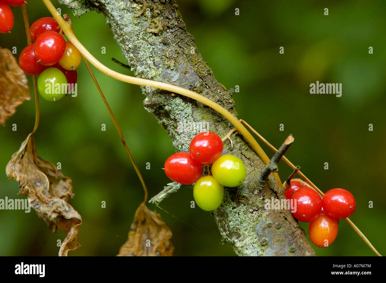 Black bryony berries hi-res stock photography and images - Alamy