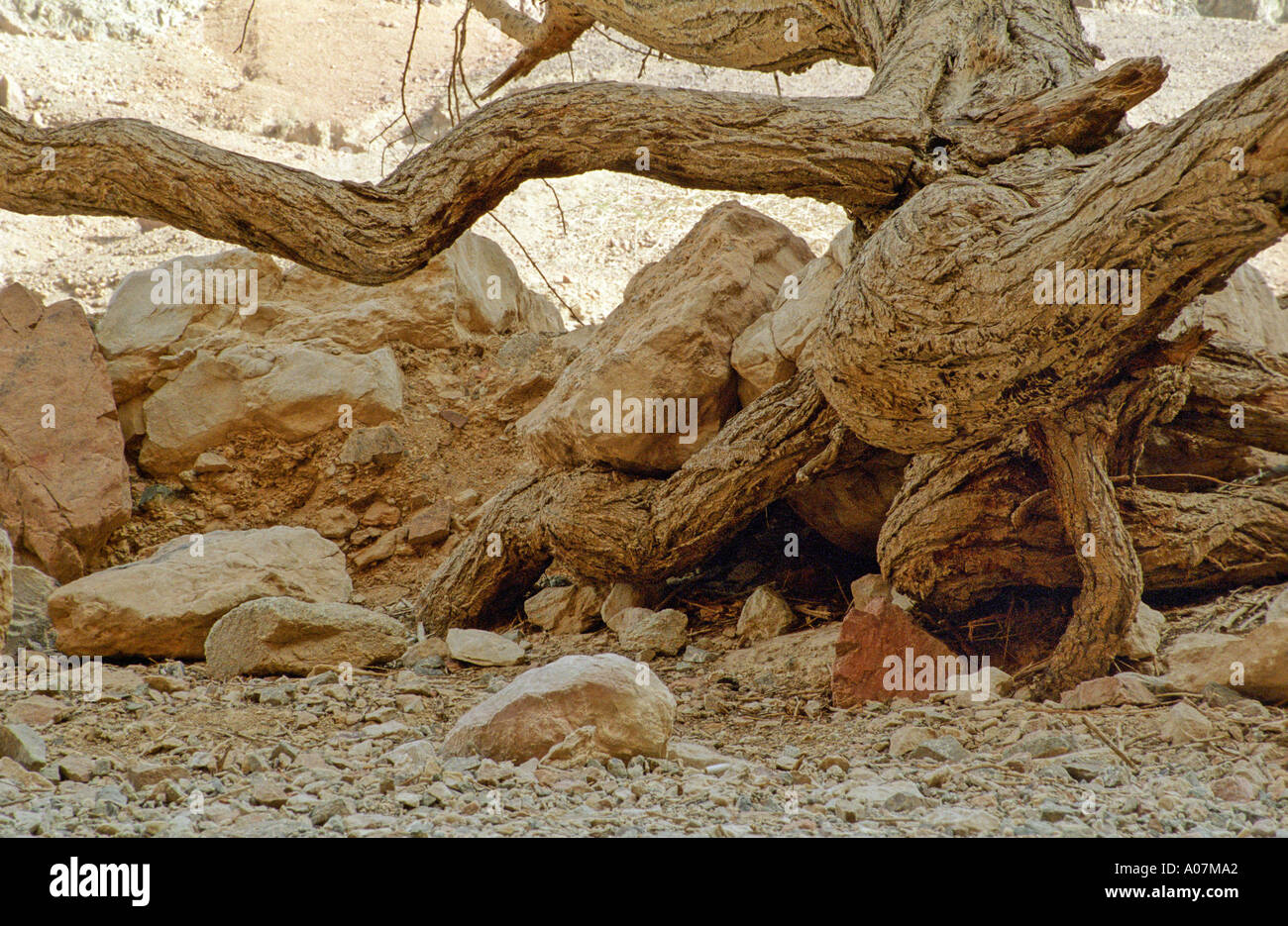Stones and Tree 1 Stock Photo - Alamy