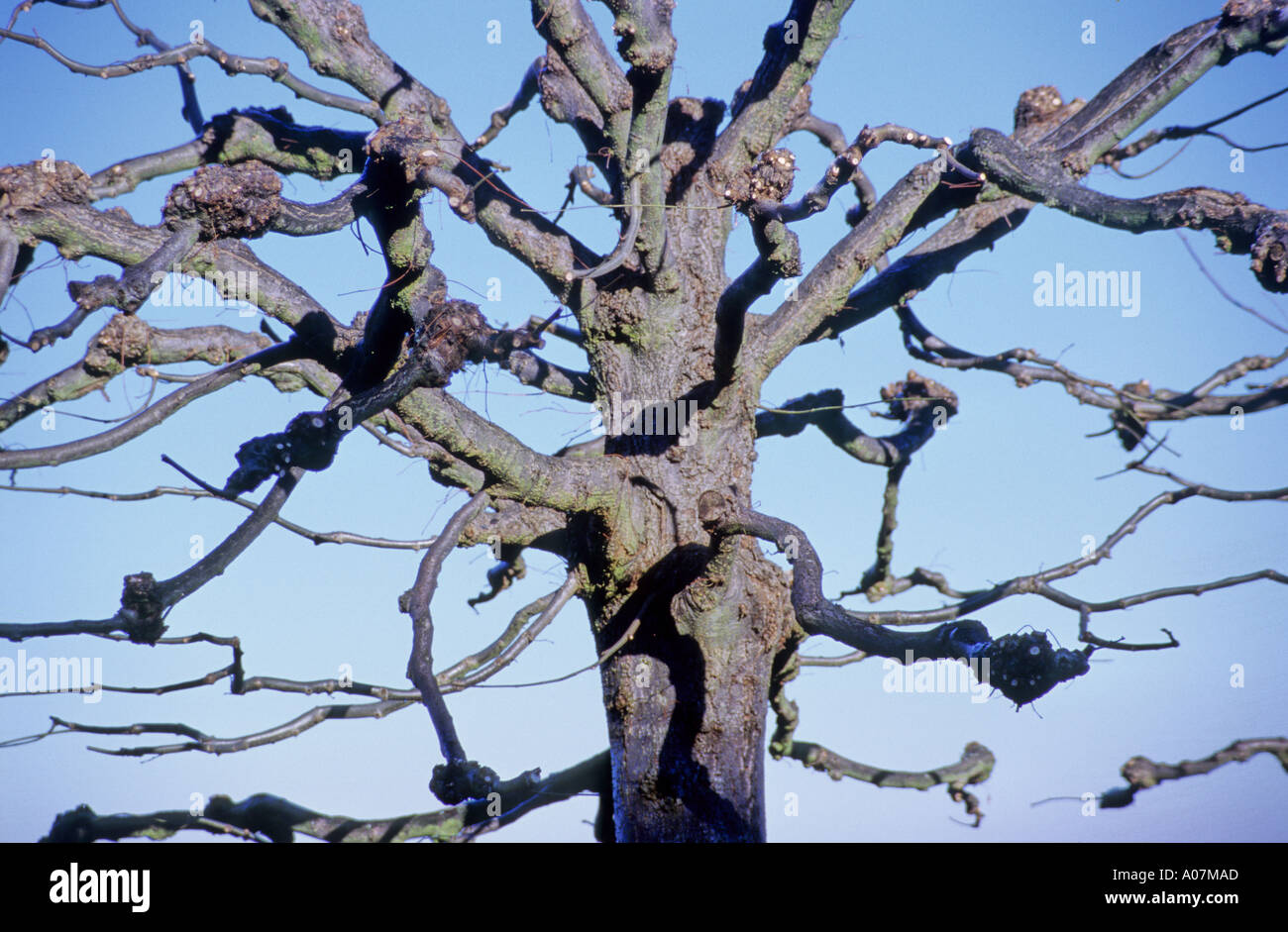 Tree Sculpture 1 Stock Photo - Alamy