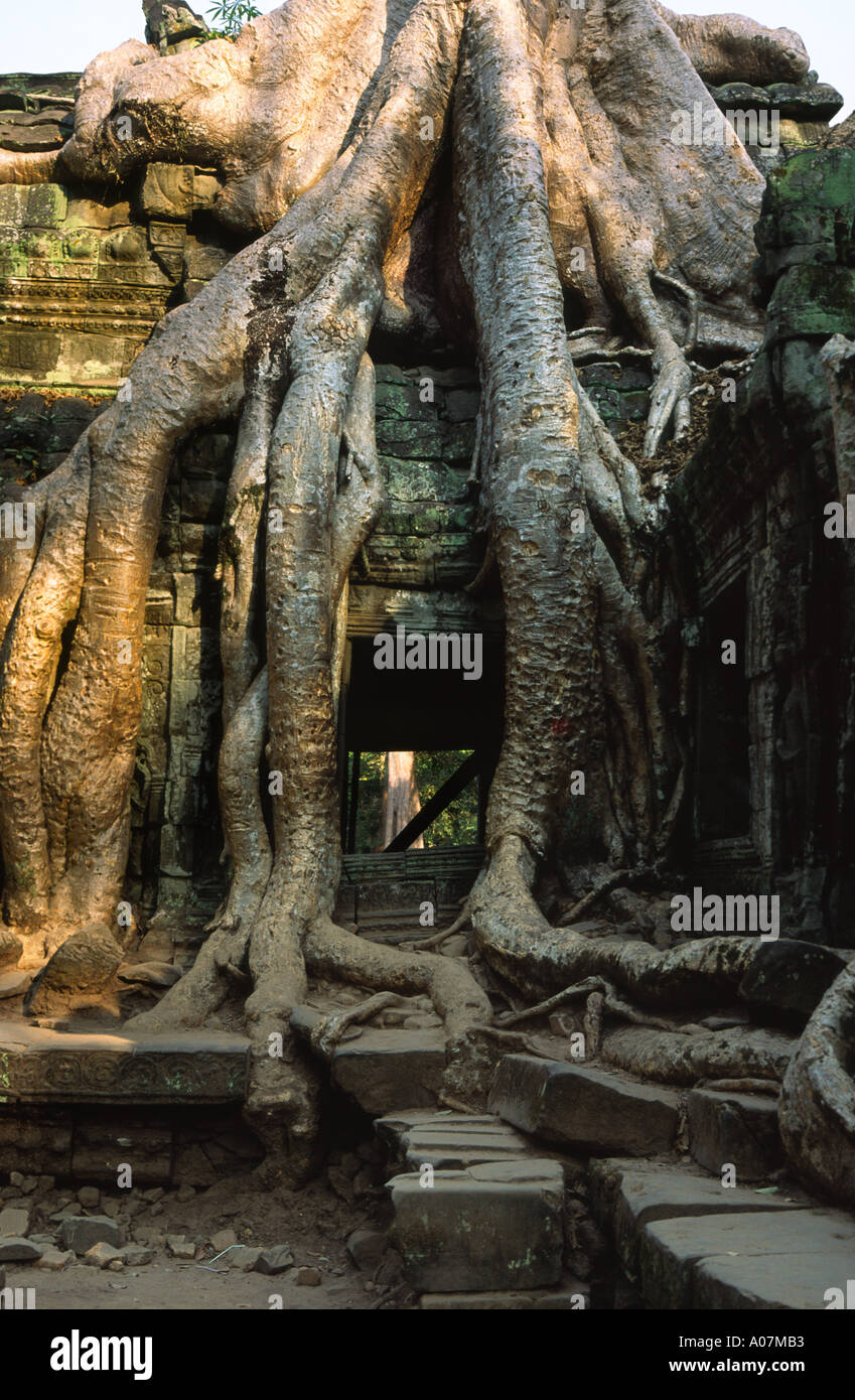 Ta Prohm Temple Cambodia 7 Stock Photo - Alamy