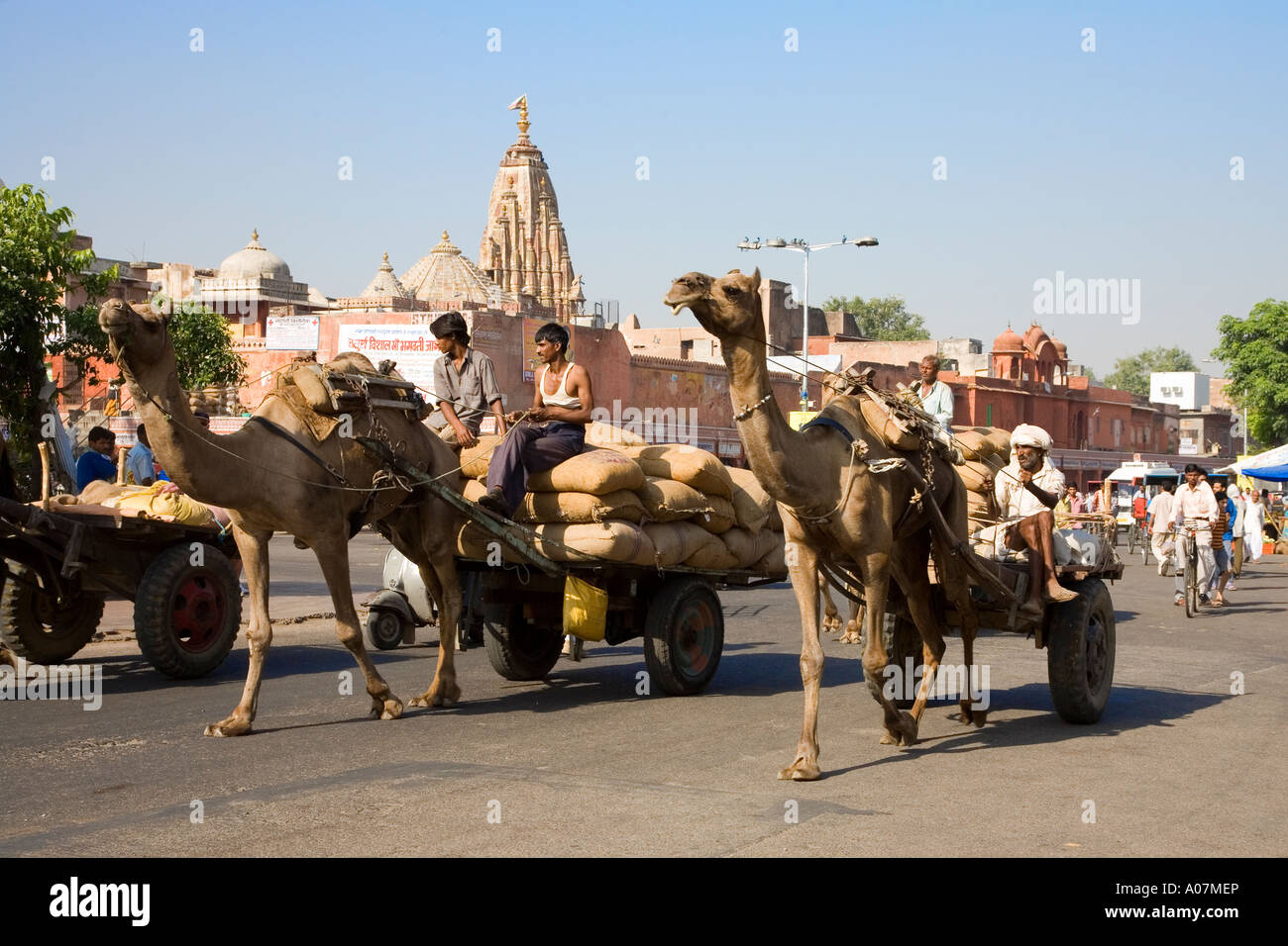 Camels pulling carts through the streets of Jaipur India Stock Photo ...