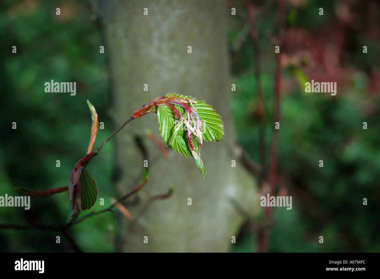 Young beech leaves opening in a wood in spring April Fagus sylvatica ...